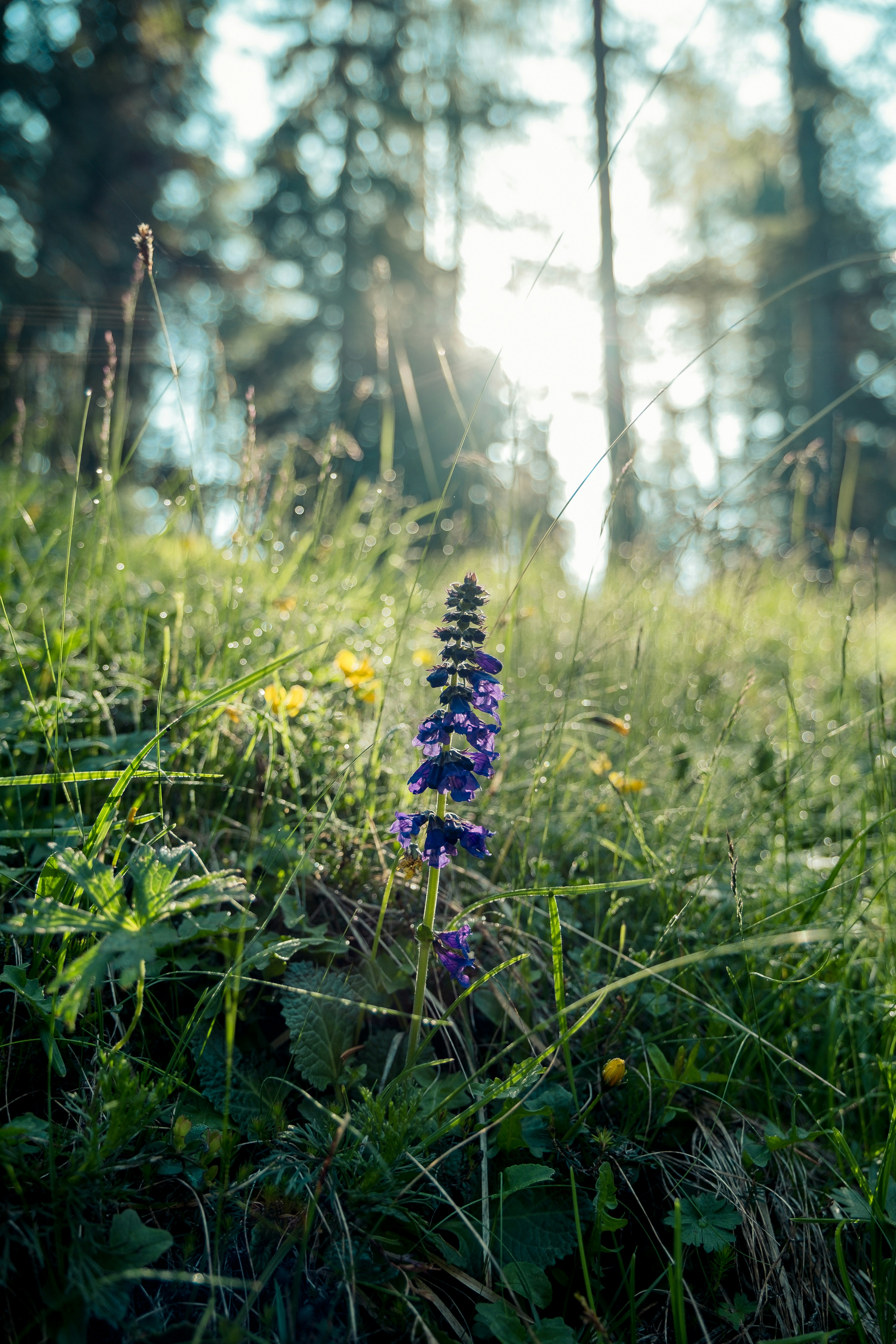 Luminous Violet Sentinel in a Sunlit Meadow
