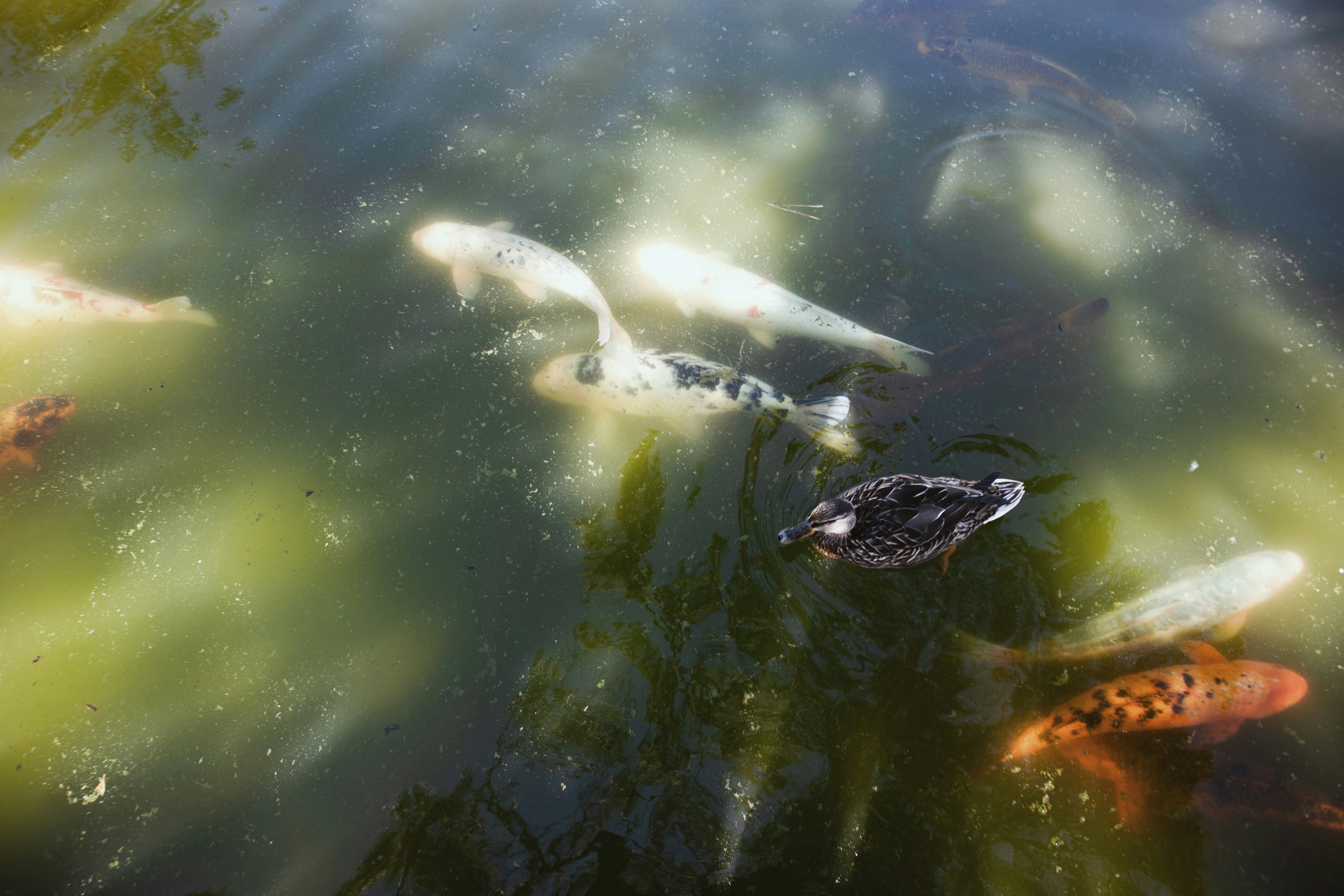 Turtle gliding among koi fish in a sunlit pond.
