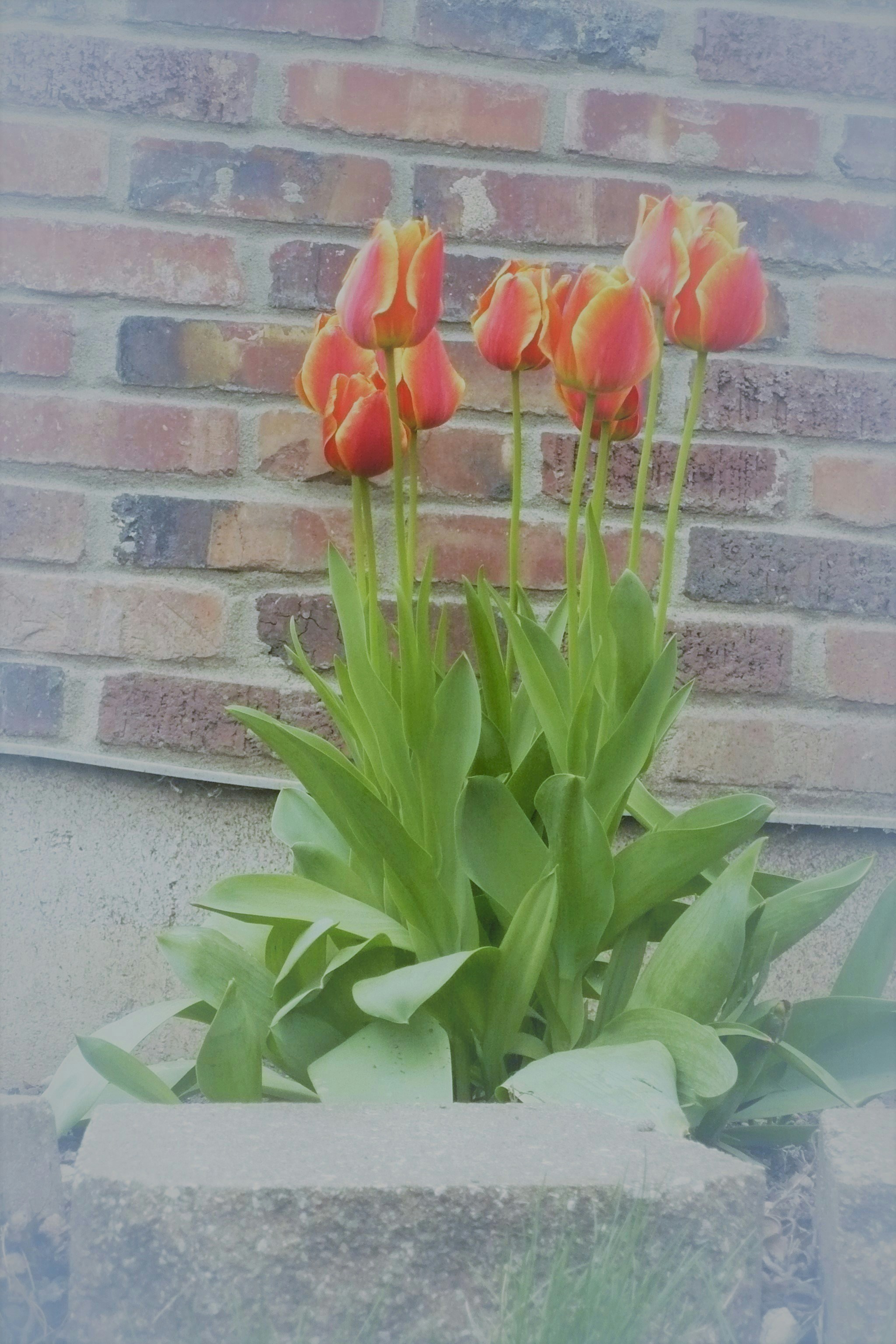 Vibrant Tulips Against Rustic Brick