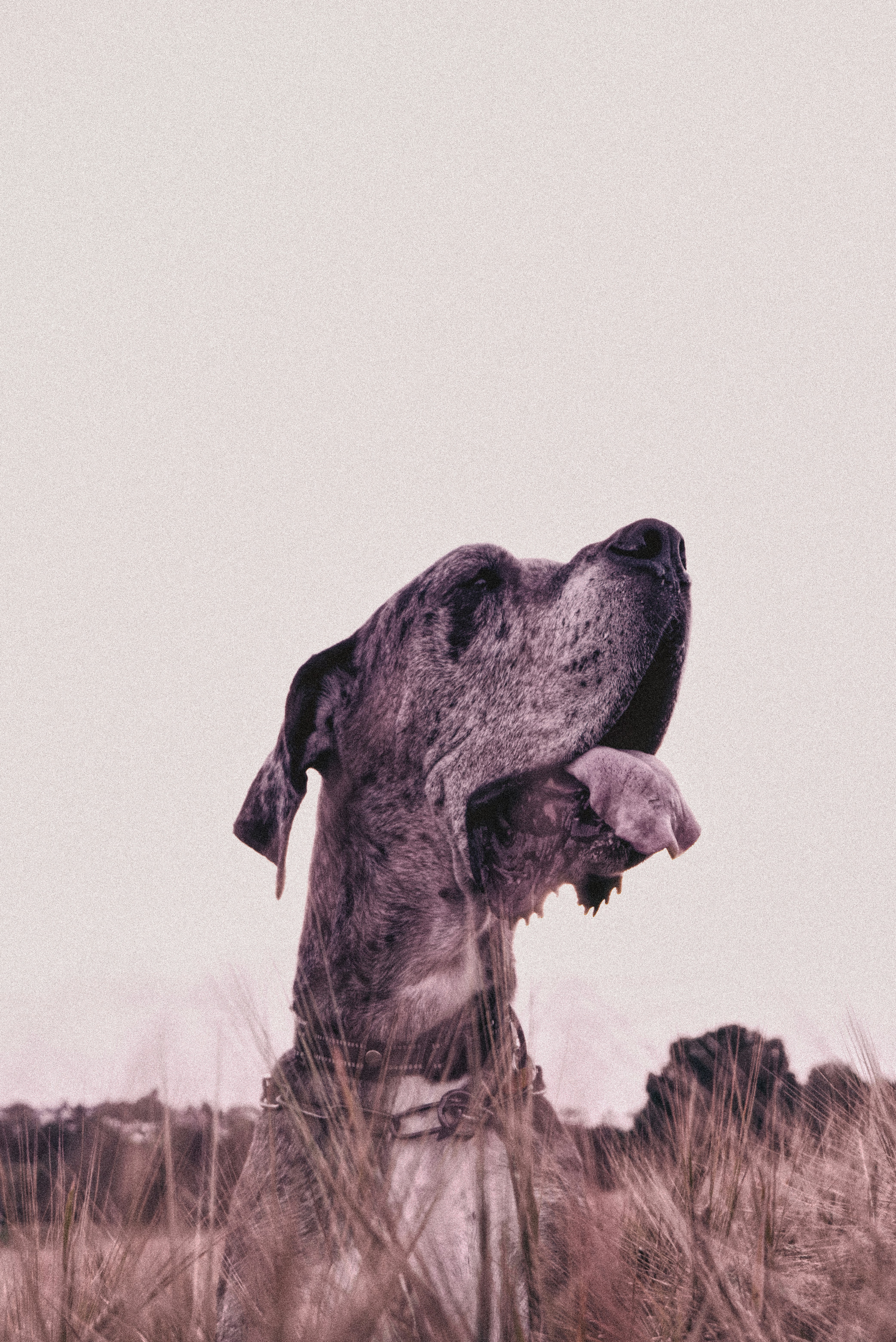 Rose-Tinted Sentinel: A Dog with a Bone in a Windswept Field