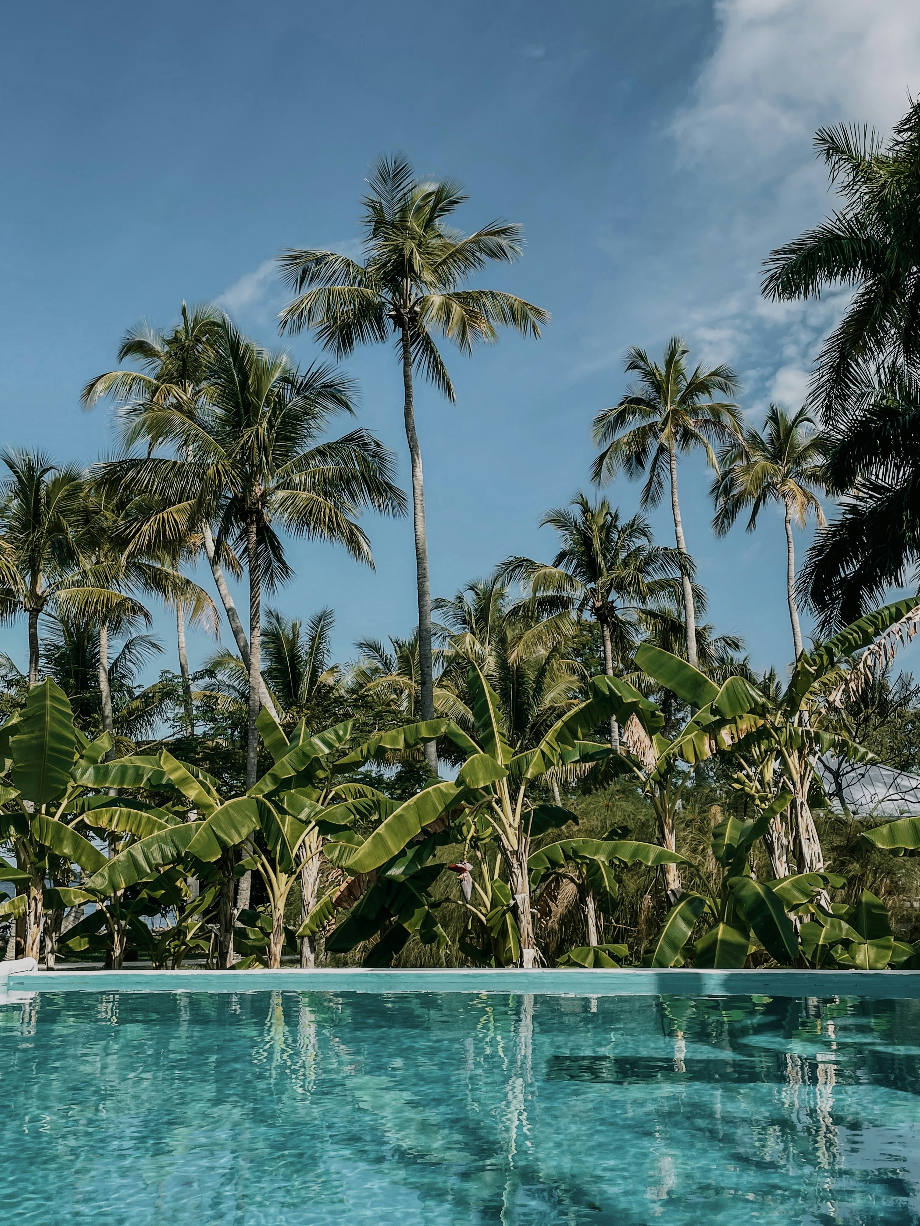 Una piscina con palmeras a su alrededor foto – Imagen de Tierra ...