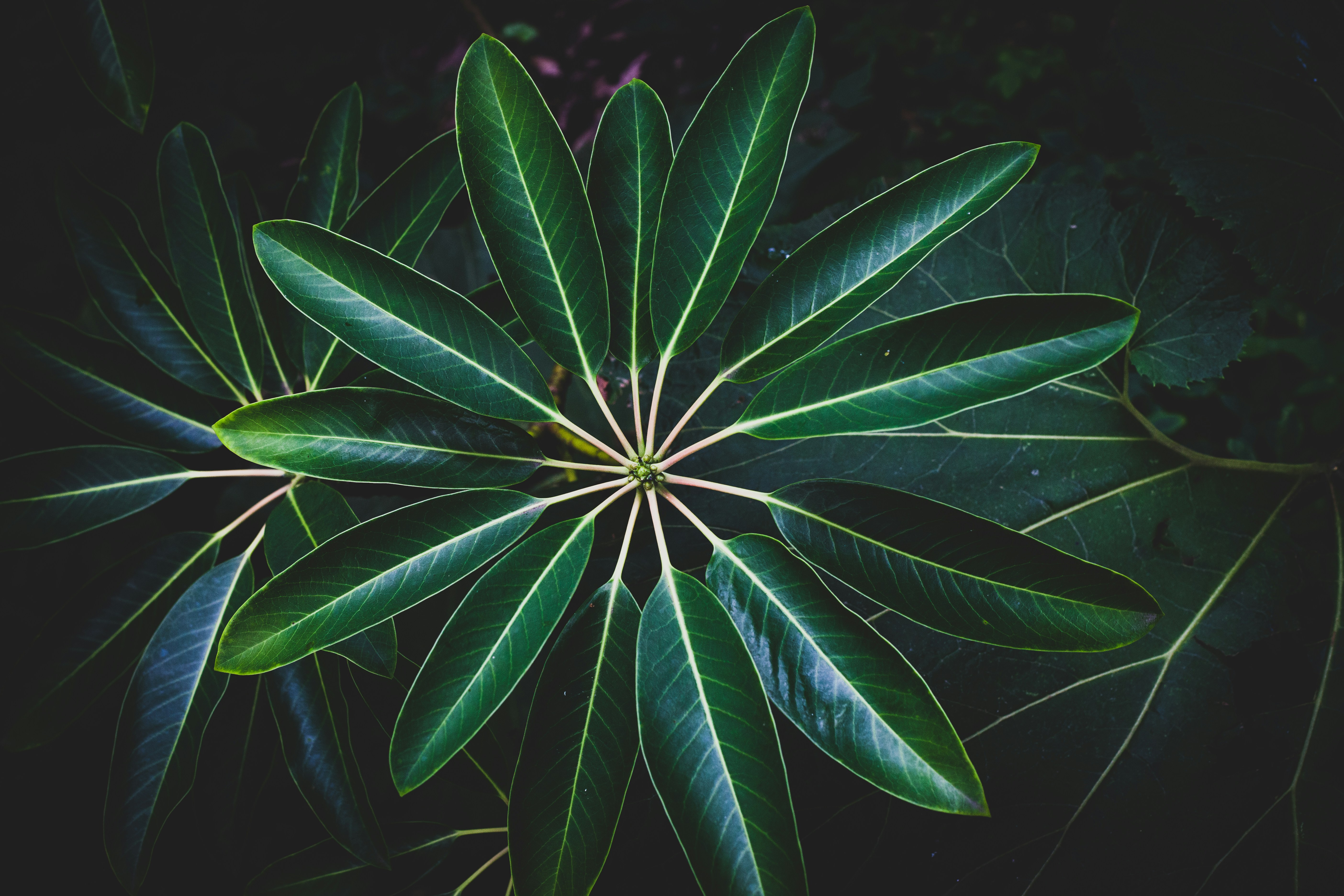 Photo by Rowan Heuvel with Canon EOS 5D Mark II