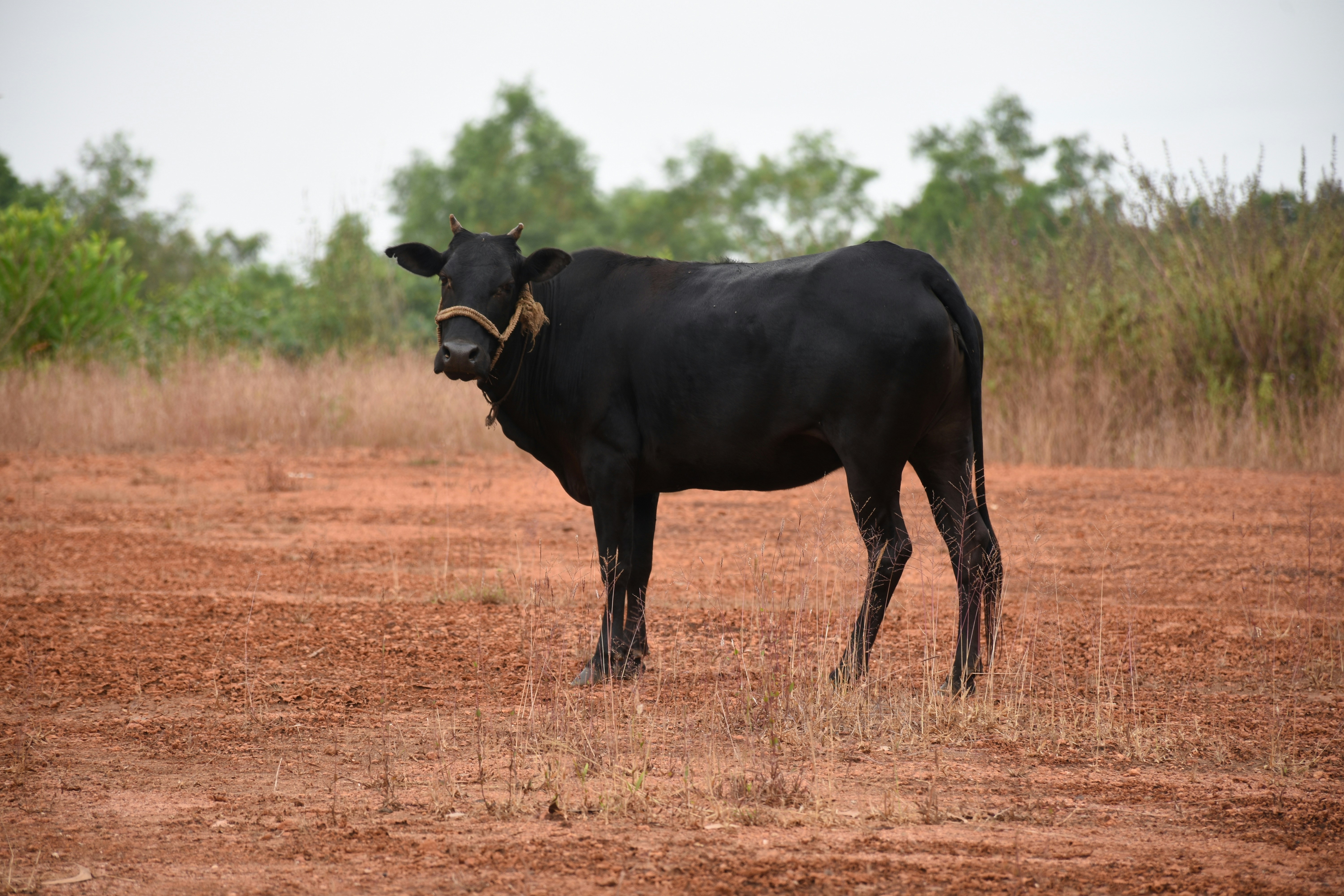 Foto Una vaca parada en un campo – Imagen Vaca gratis en Unsplash