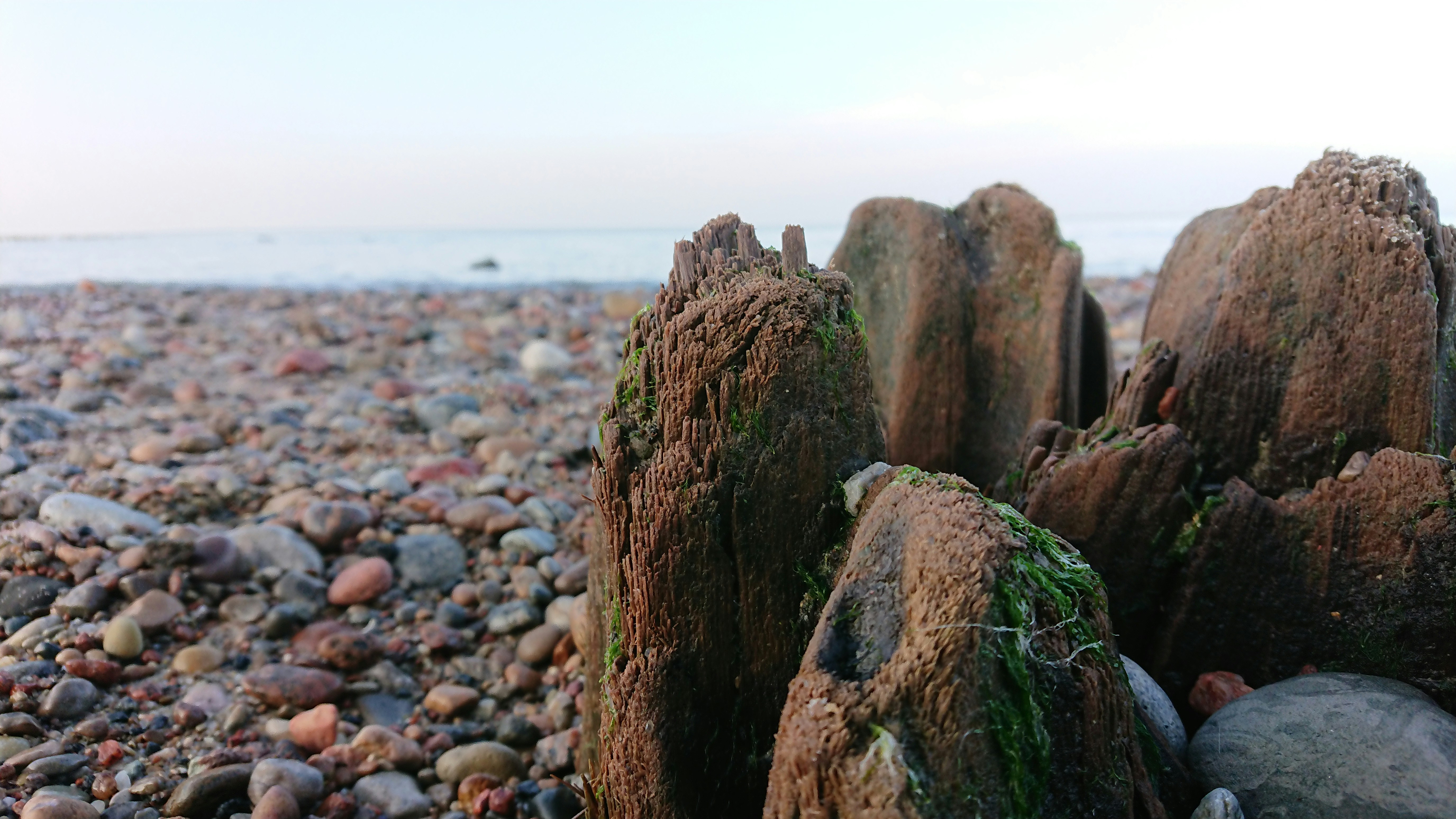Moss-Kissed Wooden Posts Stand Guard Over a Pebble Shore