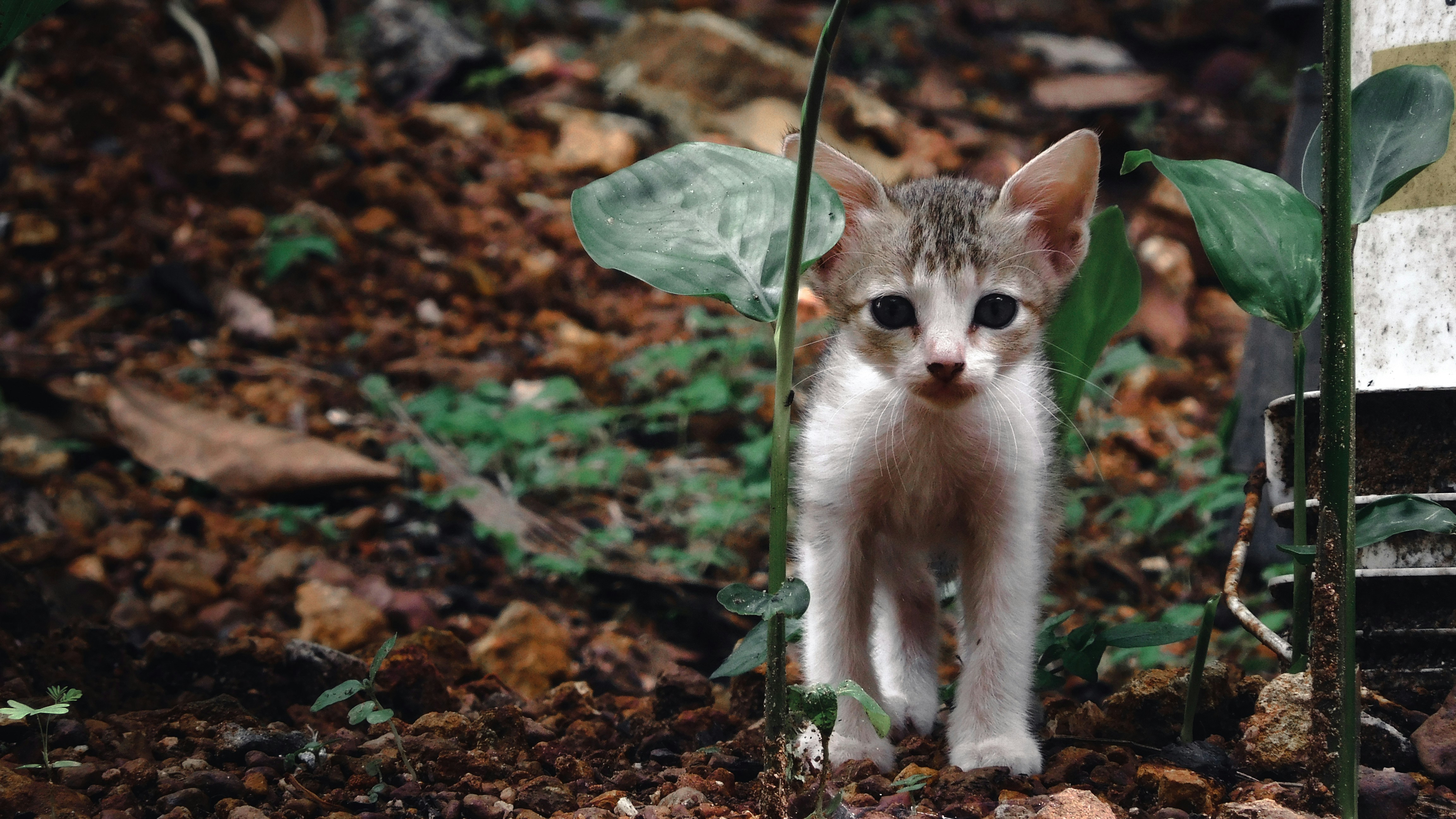 Small kitten standing on leaf-covered ground, surrounded by greenery.