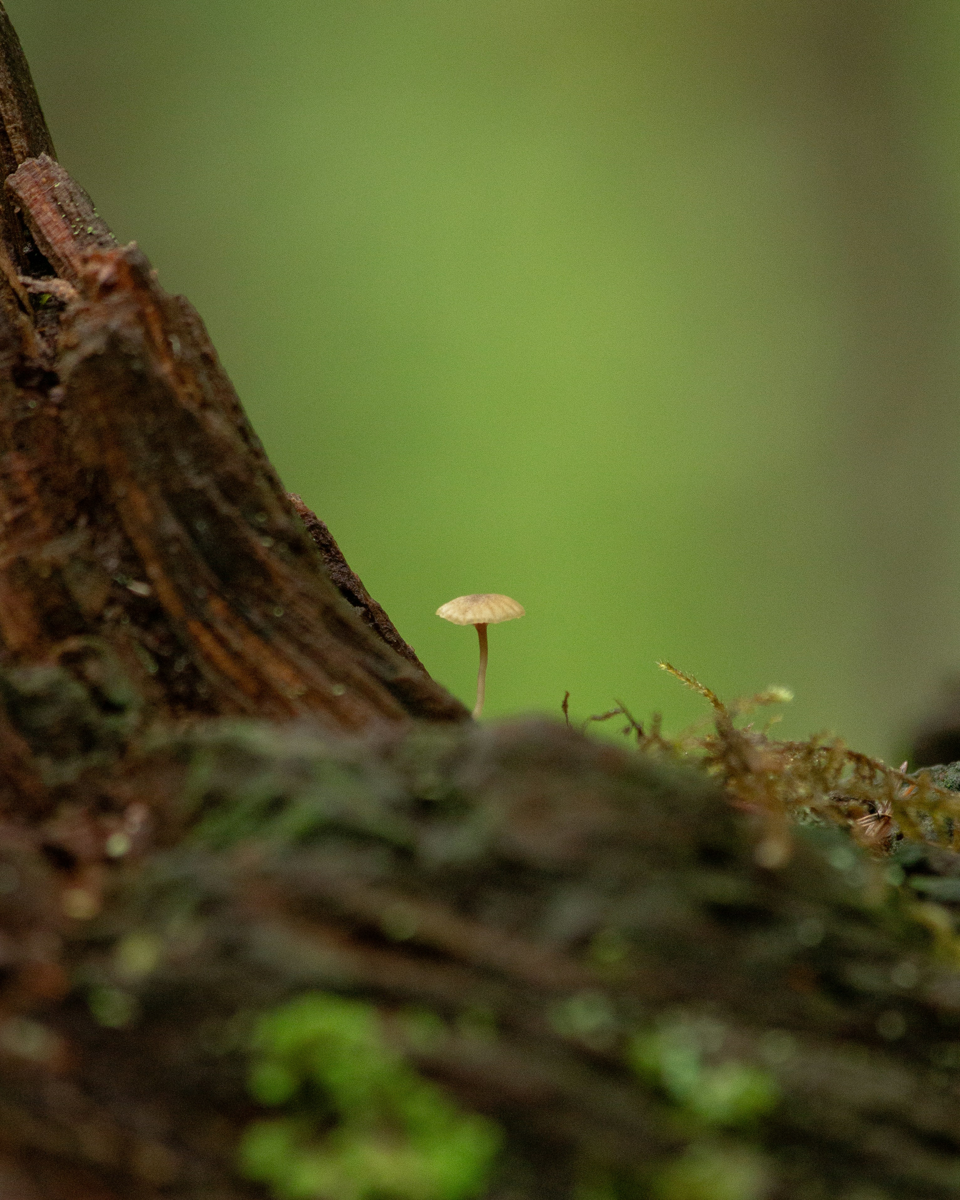 One and alone. | a mushroom growing out of a tree