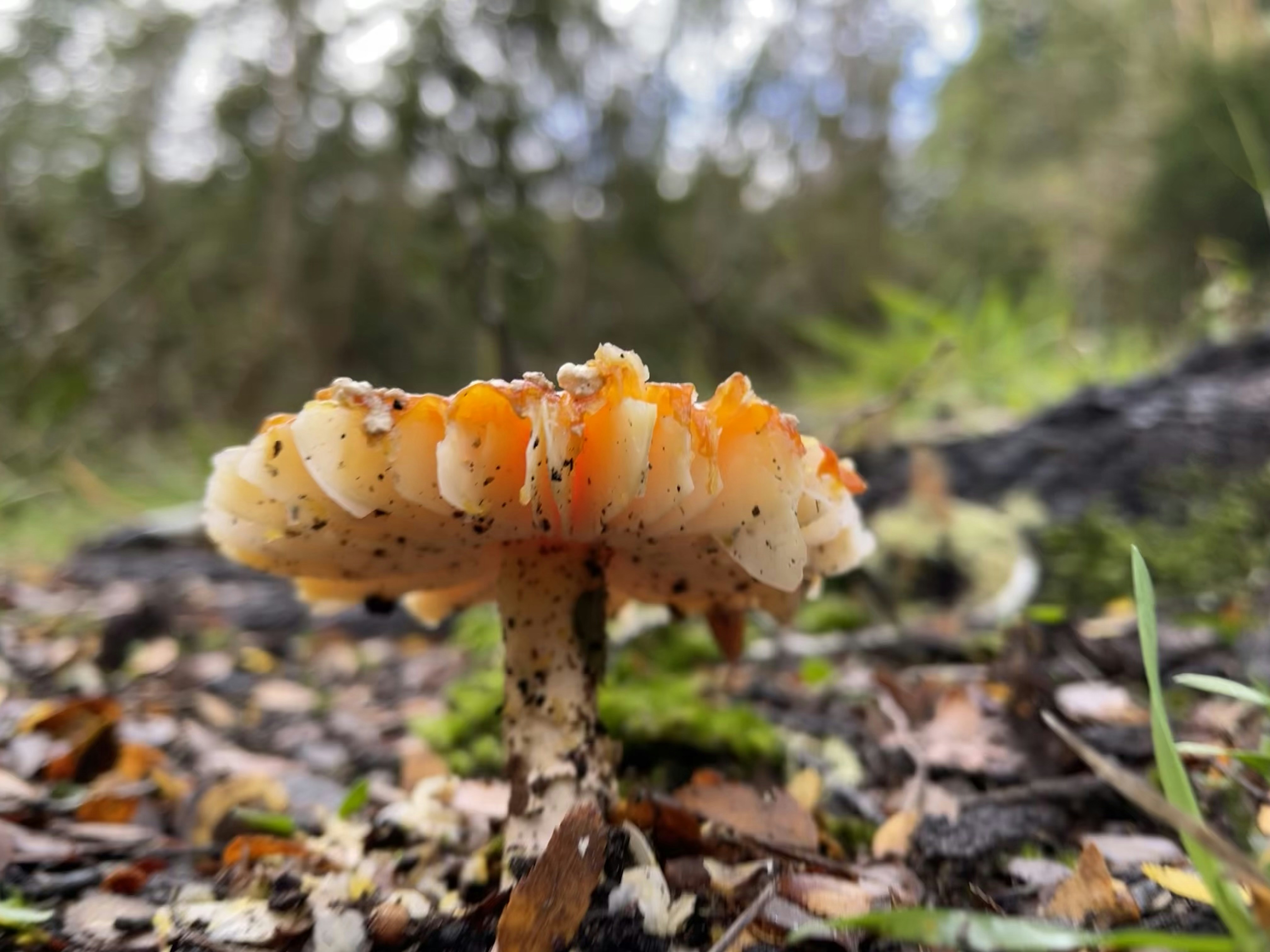 Toadstool Crown: A Orange-Rimmed Mushroom Reigns Over a Forest Floor