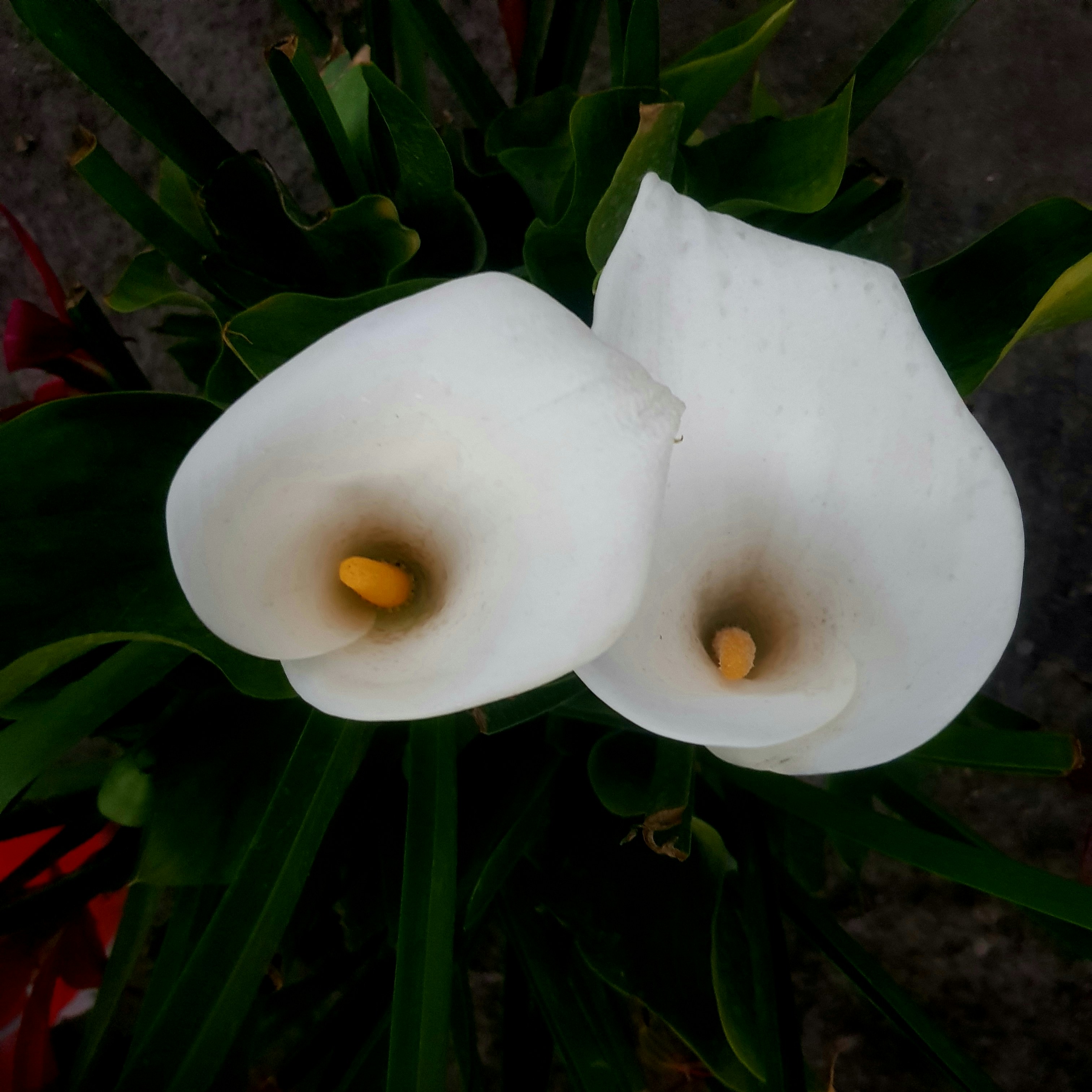 Twin Calla Lilies: Quiet White Contrast among Deep Green Leaves