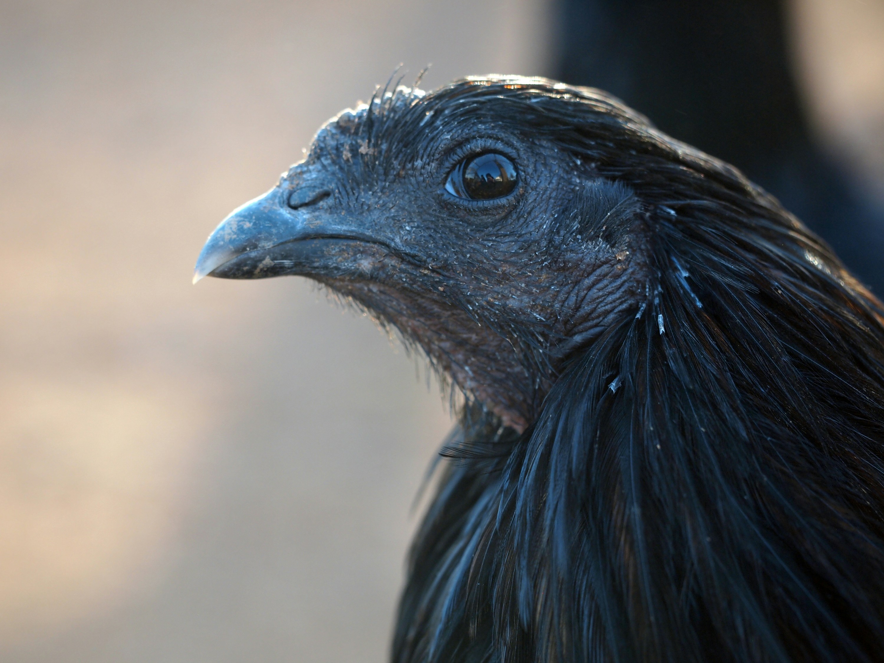 Close-up of a raven showcasing its intricate feather details and piercing eye. The focus highlights the bird's majestic presence.