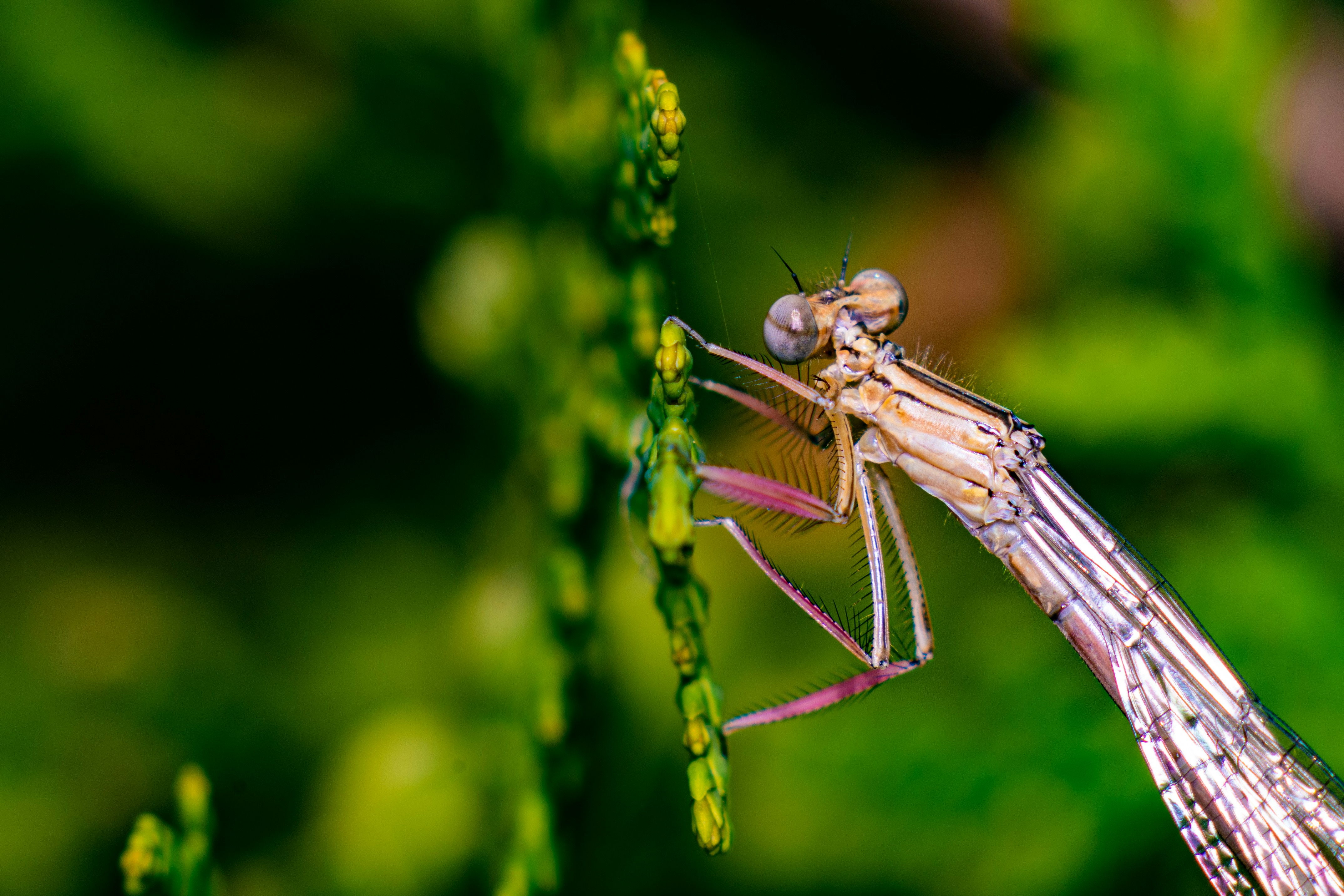 Whispers of Nature: The Delicate Dance of a Damselfly