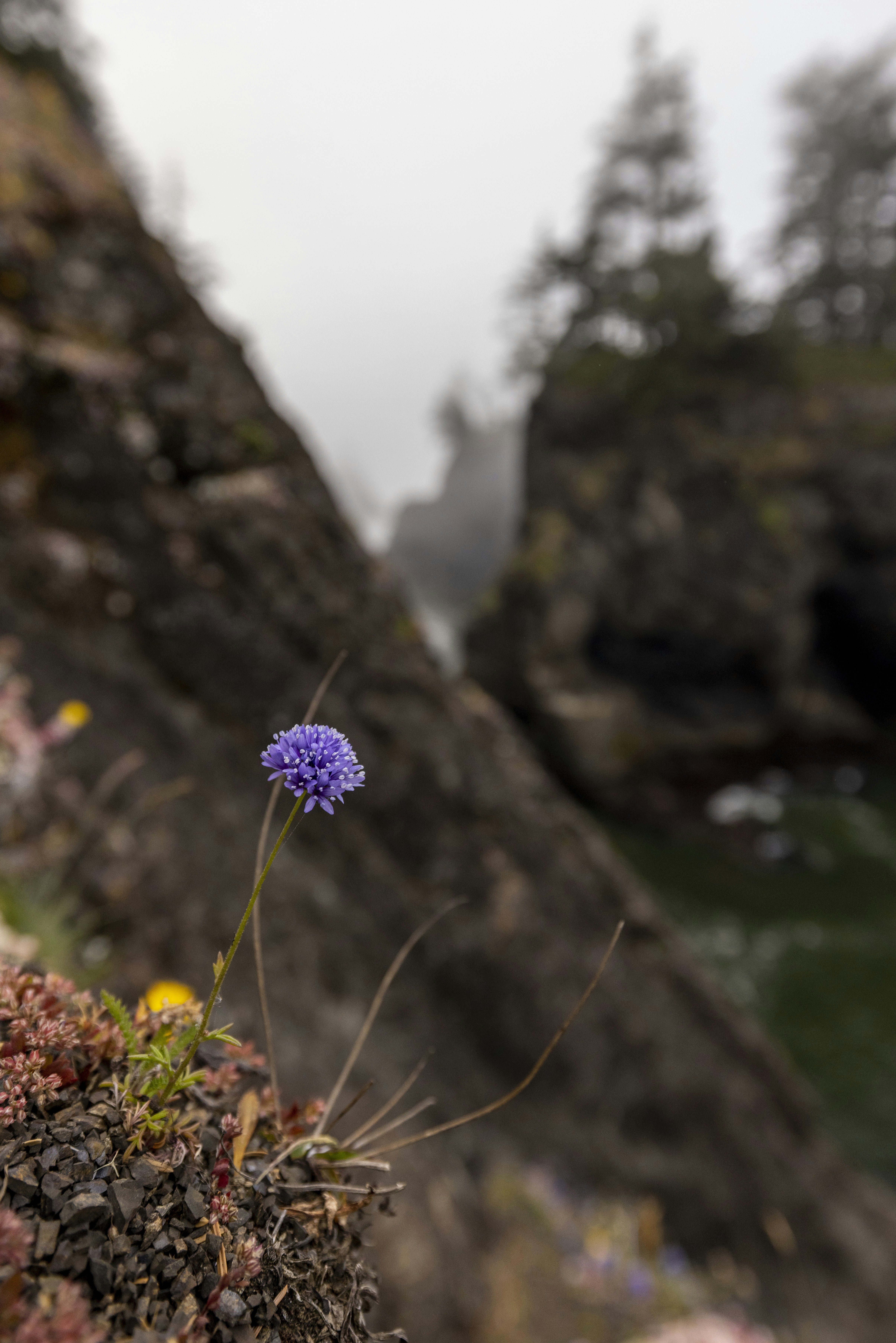 Edge Bloom: A lone purple flower against towering canyon walls