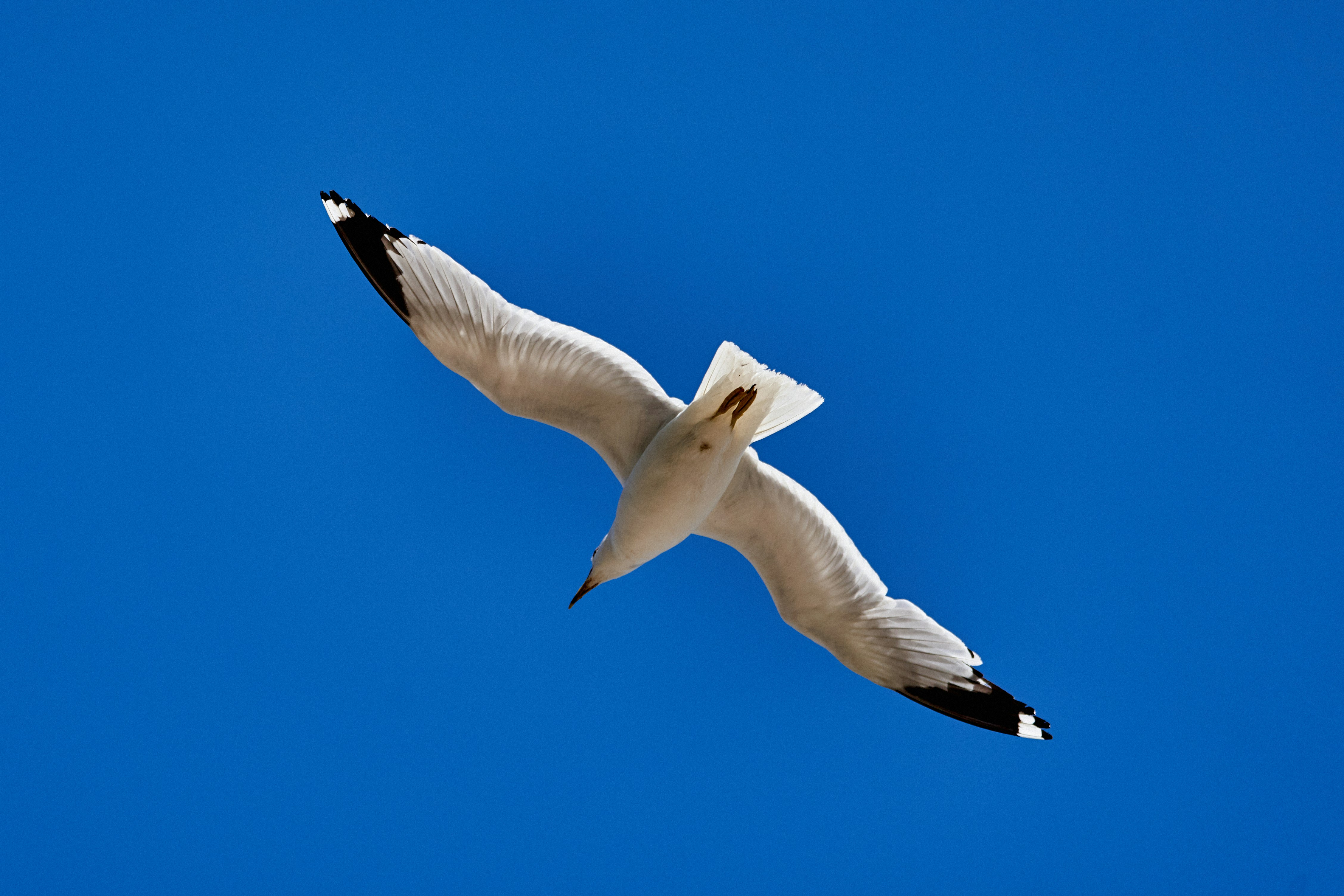 White seagull gliding gracefully against a clear blue sky, showcasing its outstretched wings.