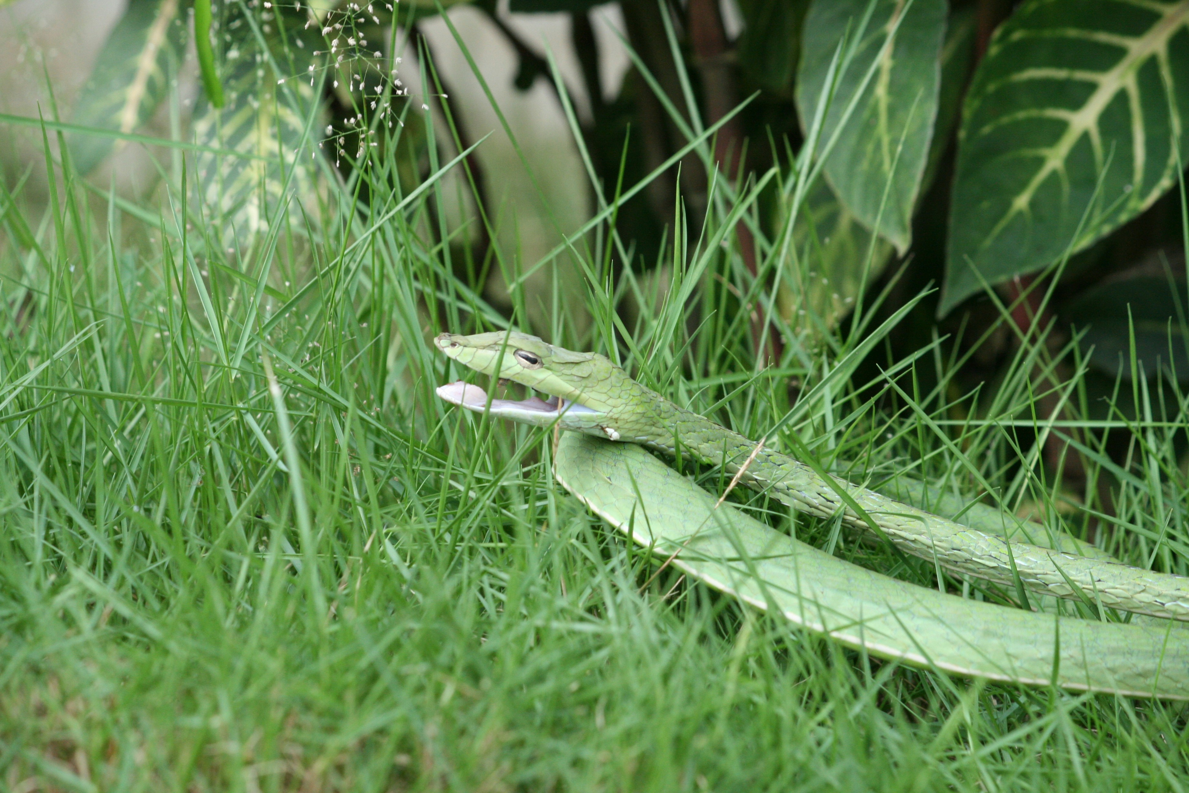 Green snake resting among lush grass and foliage, showcasing its natural camouflage. The vibrant colors contrast with the surrounding greenery.