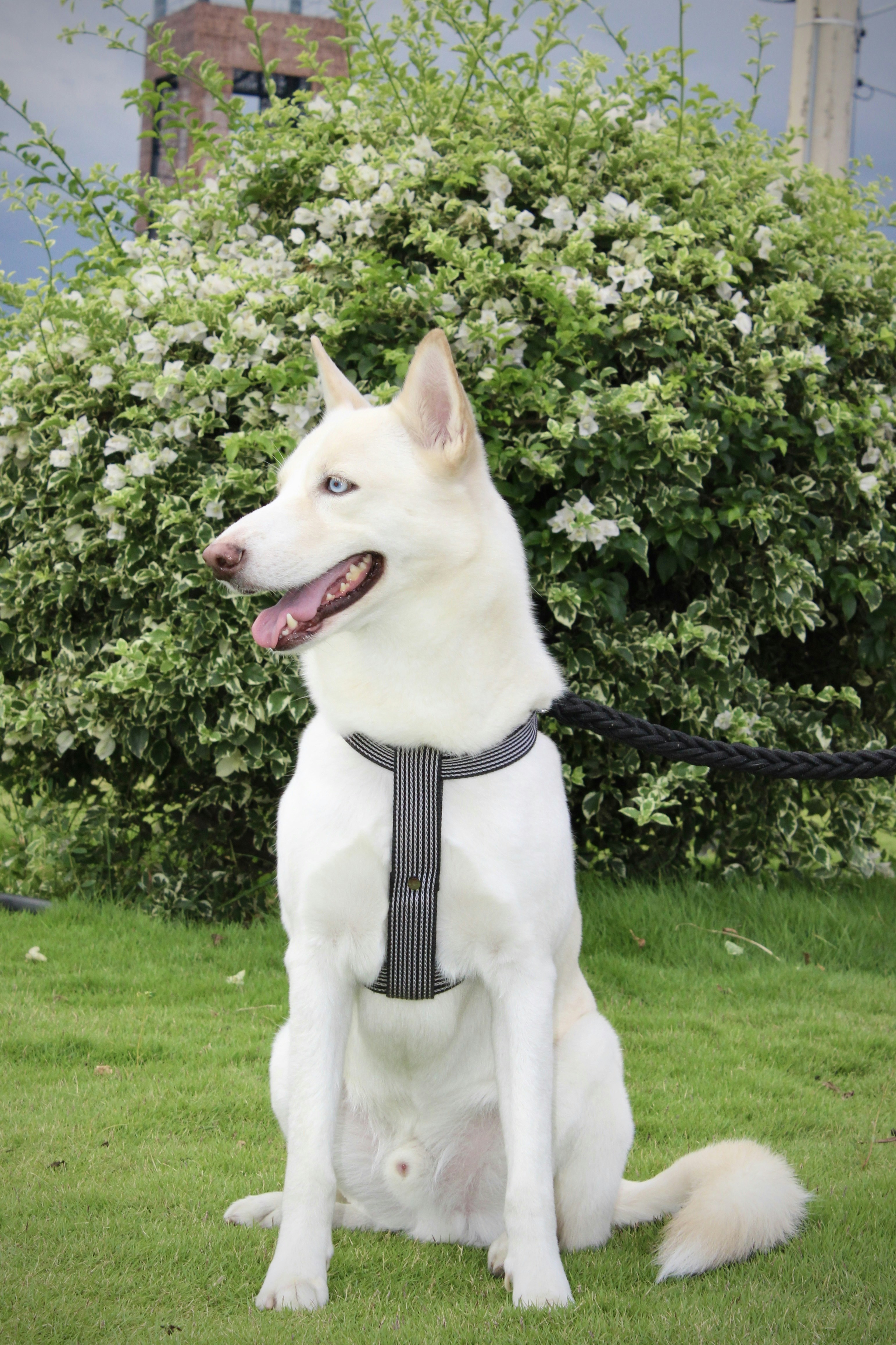 White-Sleeved Watchdog: A Calm Portrait in Bloom