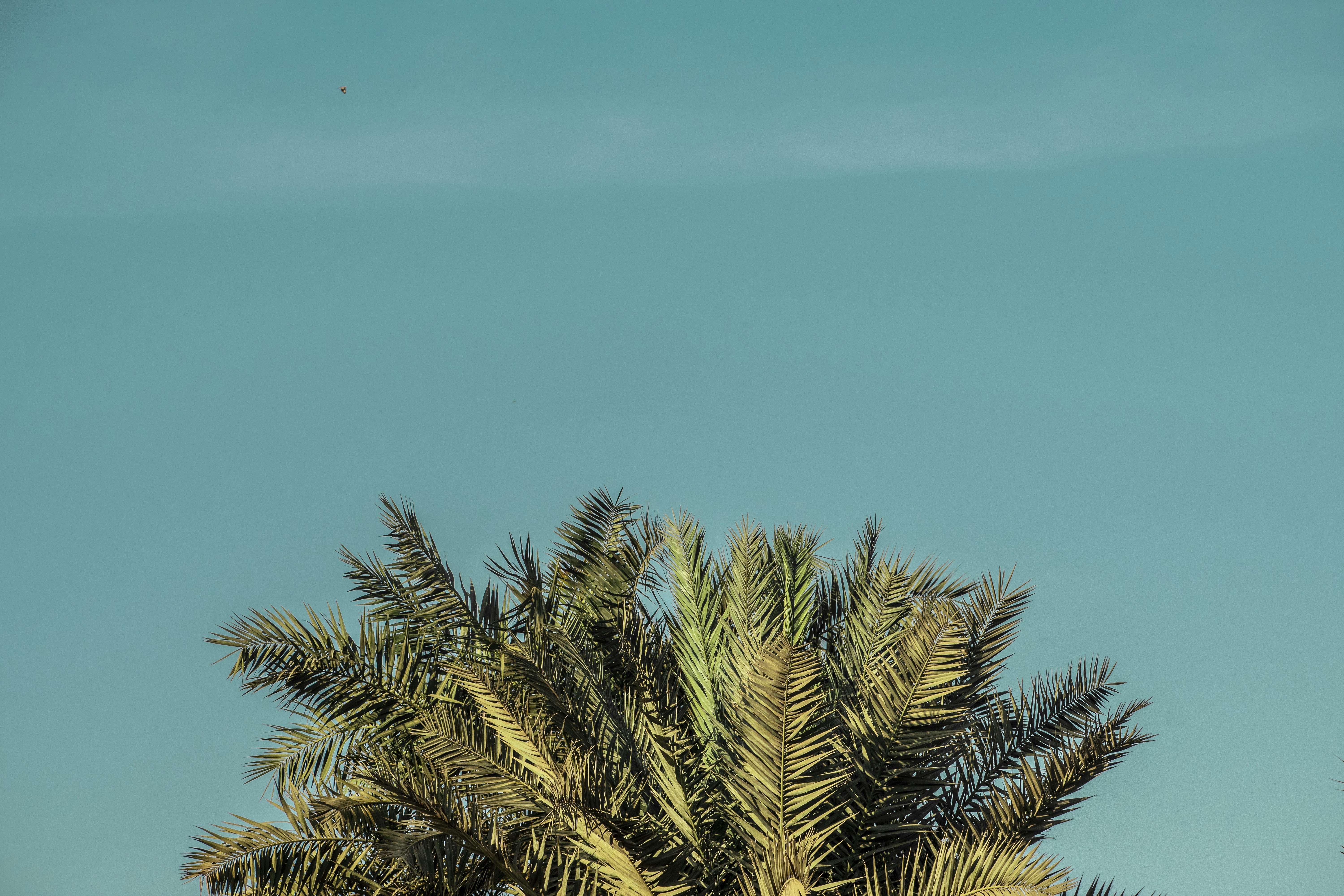 A close-up of a pine tree photo – Free Dubai - united arab emirates ...
