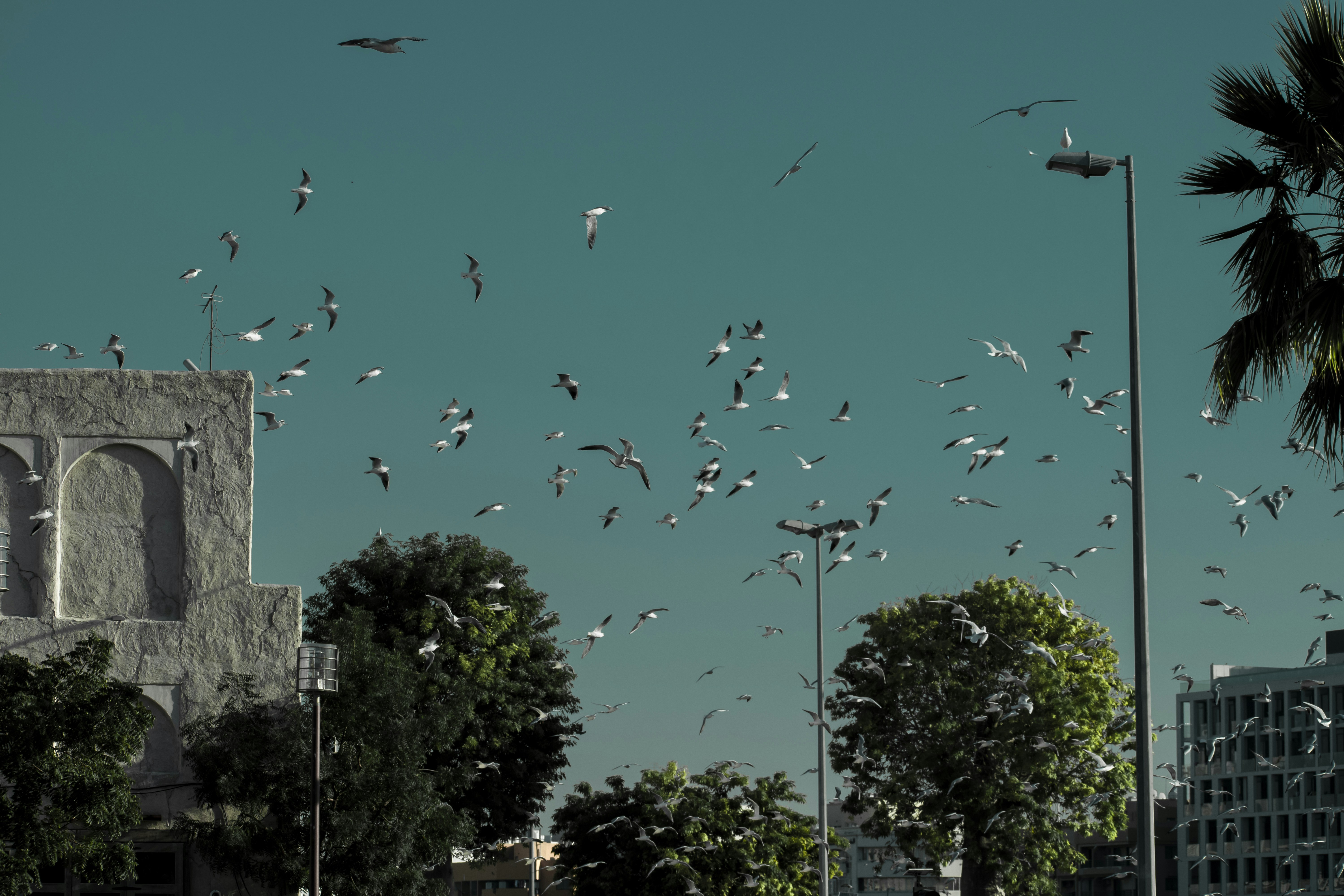 Terrace of Seagulls Over a Sunlit Town