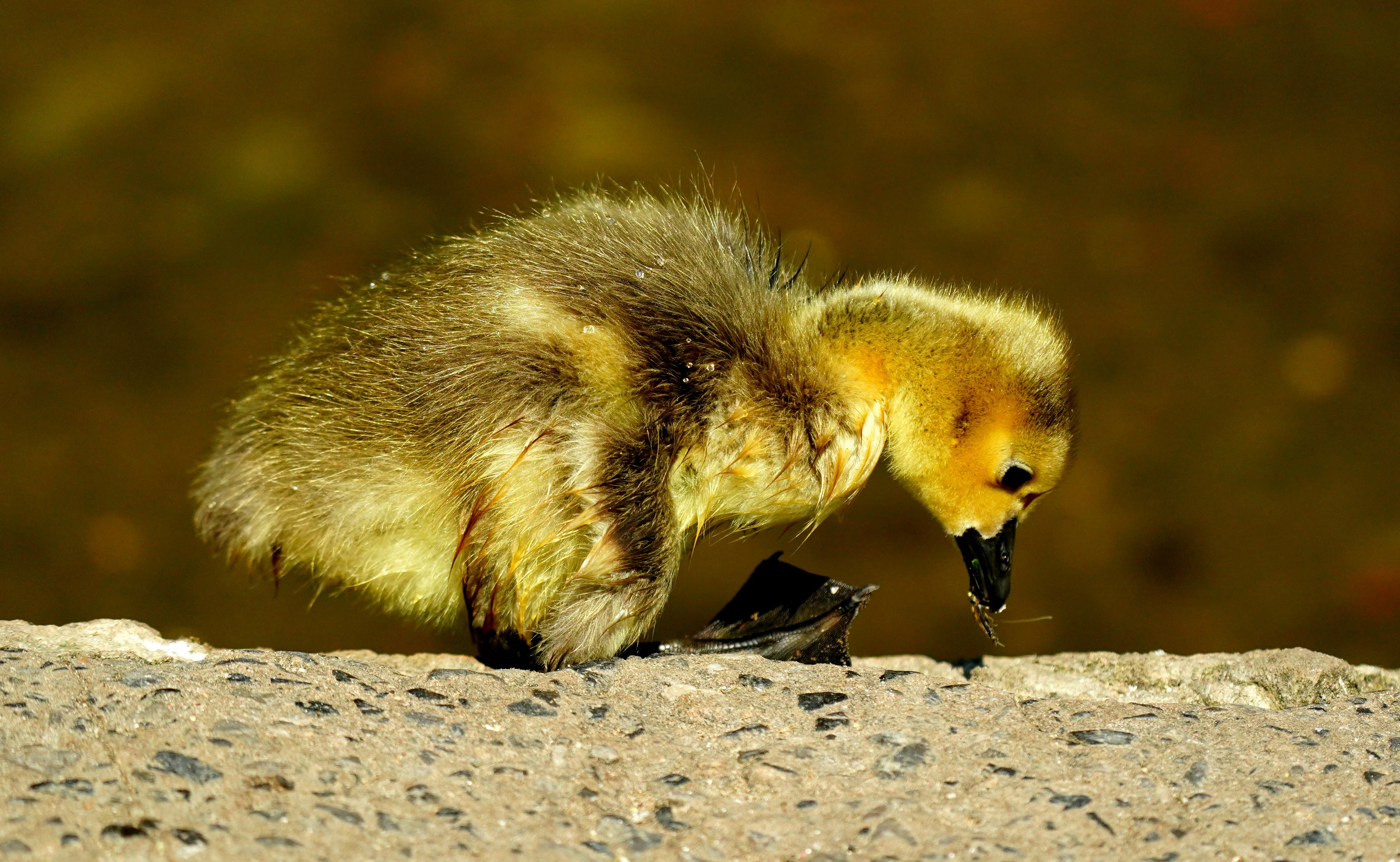 A small furry animal photo – Free Bird Image on Unsplash