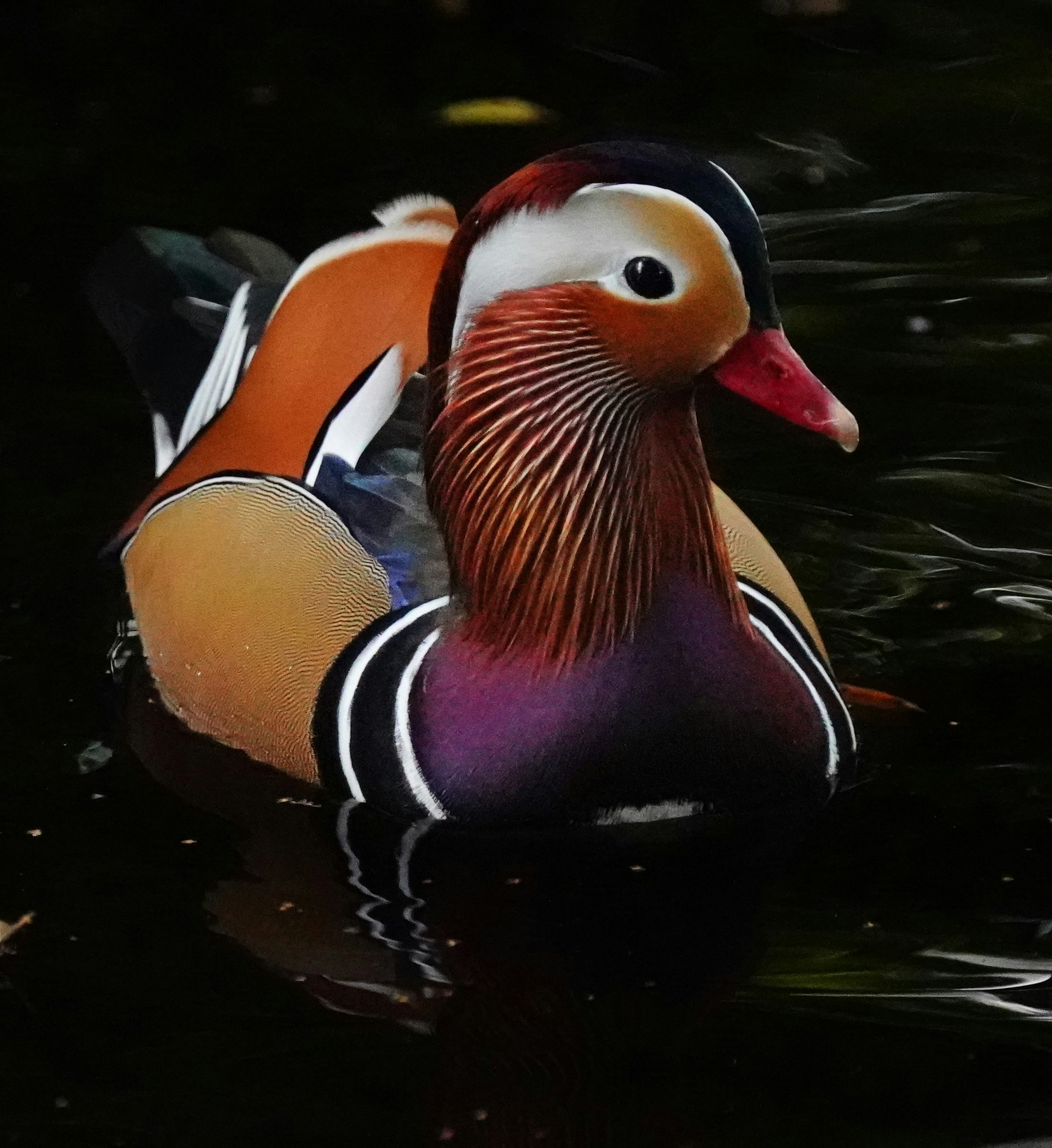 A colorful bird in water photo – Free Waterfowl Image on Unsplash