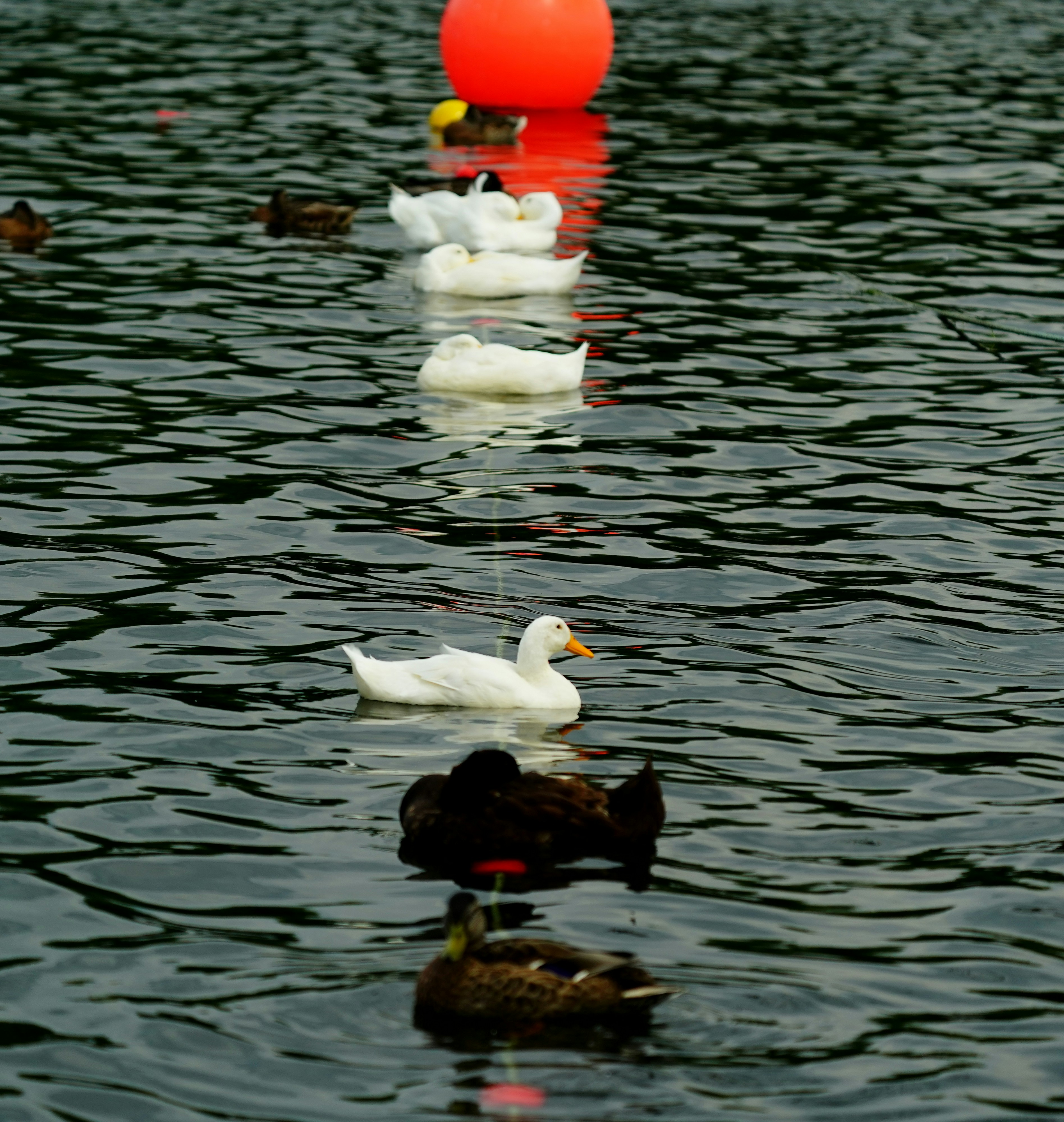 Line of White Ducks and a Red Buoy in Quiet Ripples