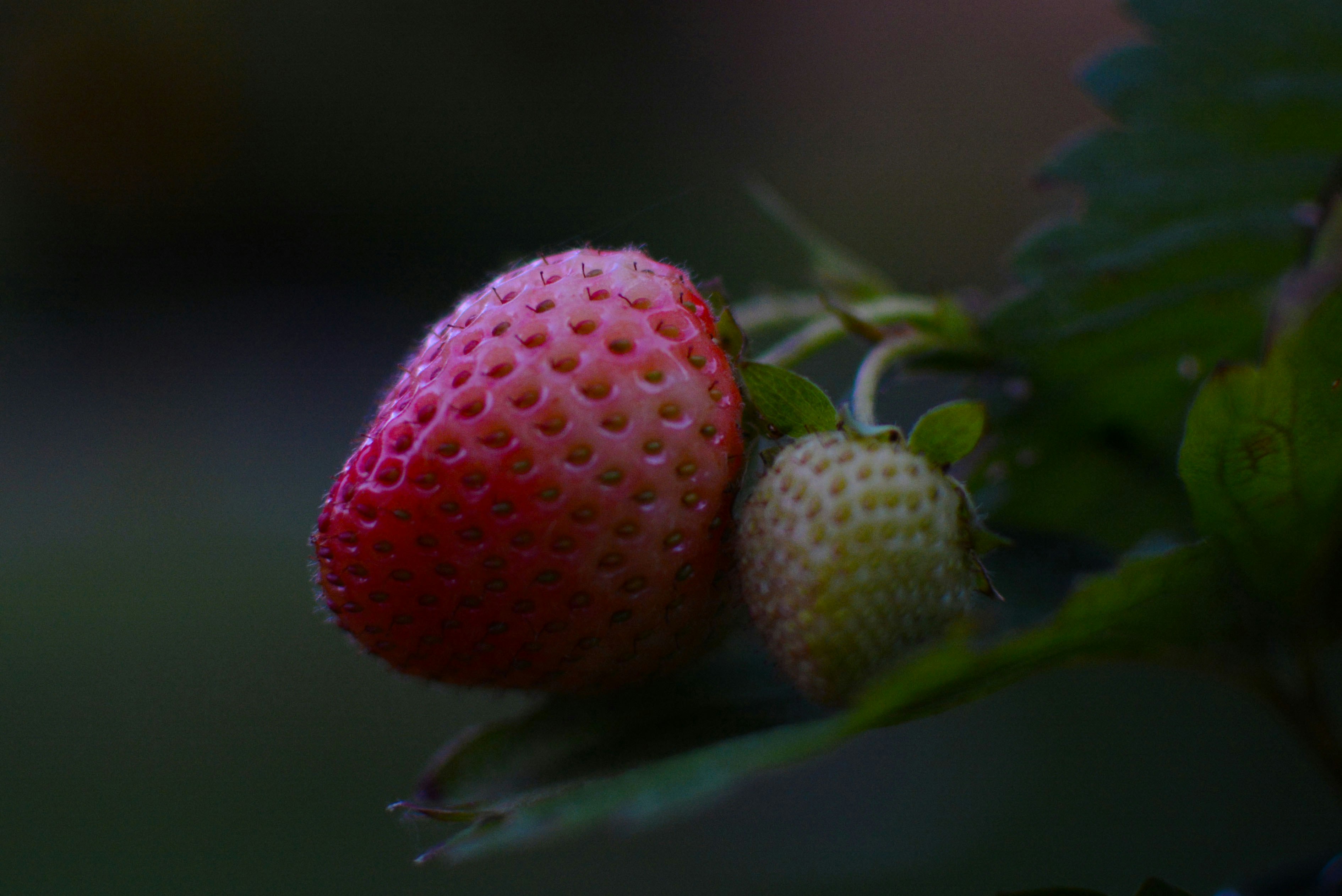 A ripe strawberry alongside its unripe counterpart, showcasing the transition of color and texture in a garden setting.
