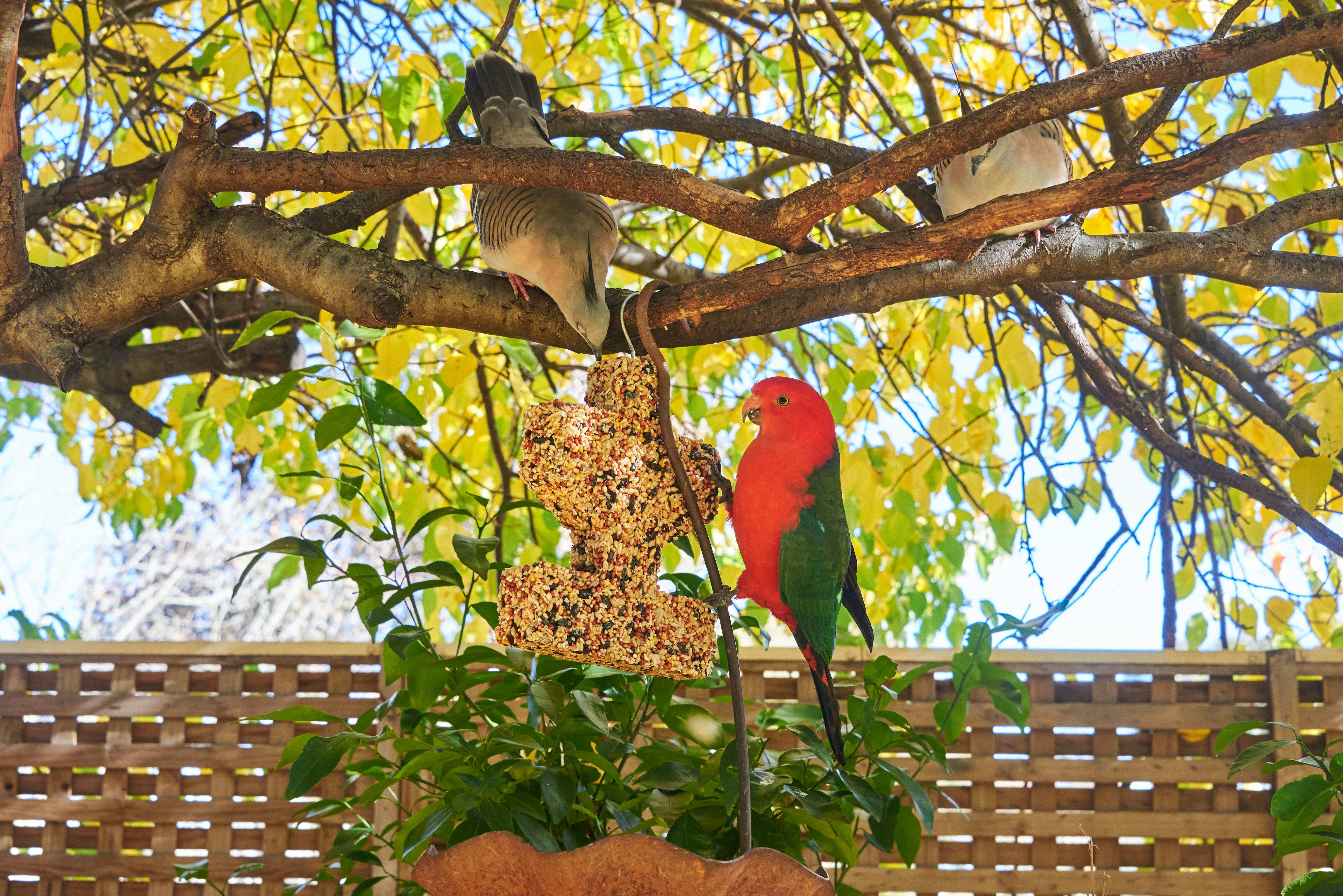 Crimson Parrot at a Sunlit Seed Feeder
