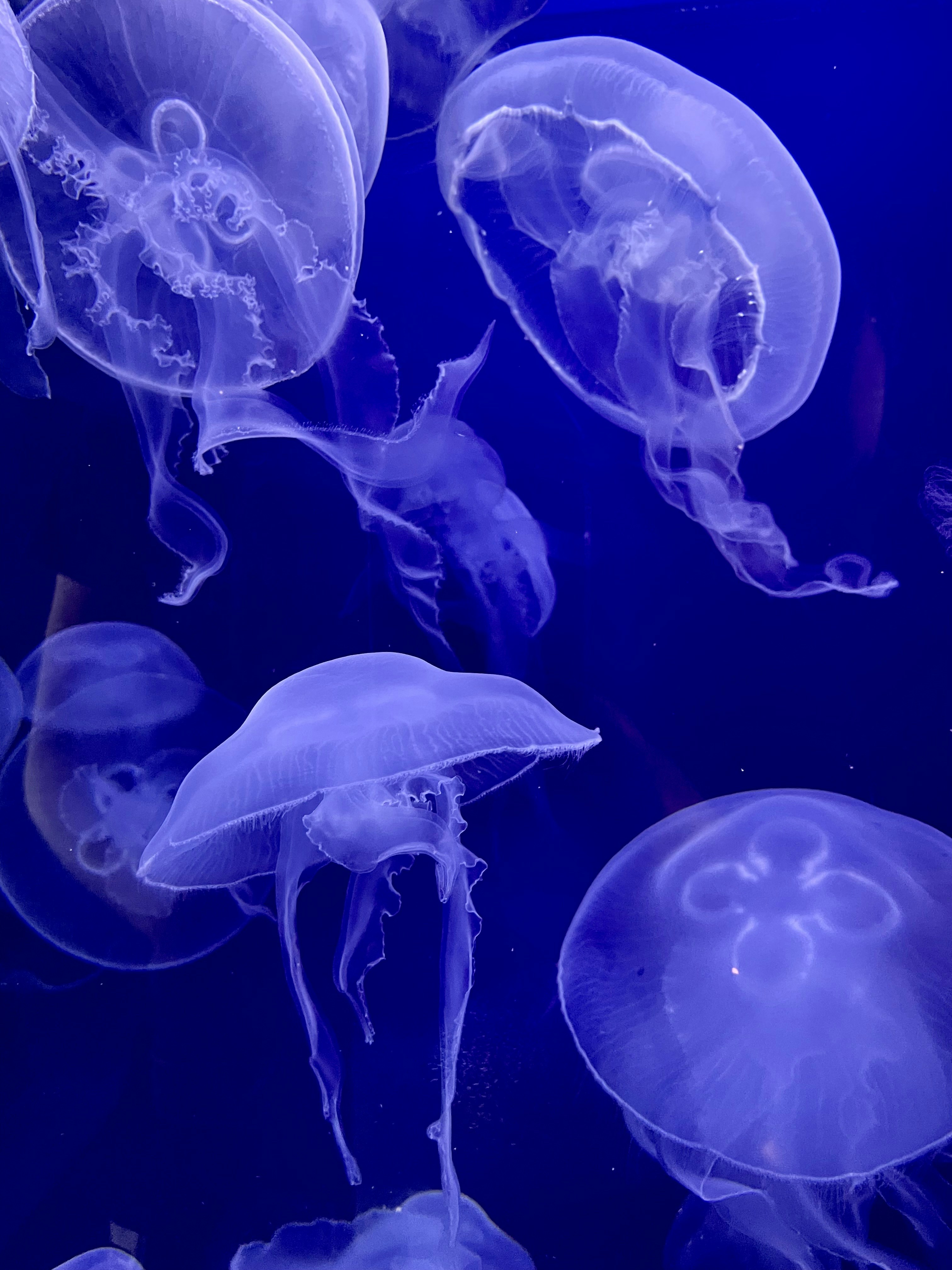 A group of jellyfish photo – Free Sea Image on Unsplash
