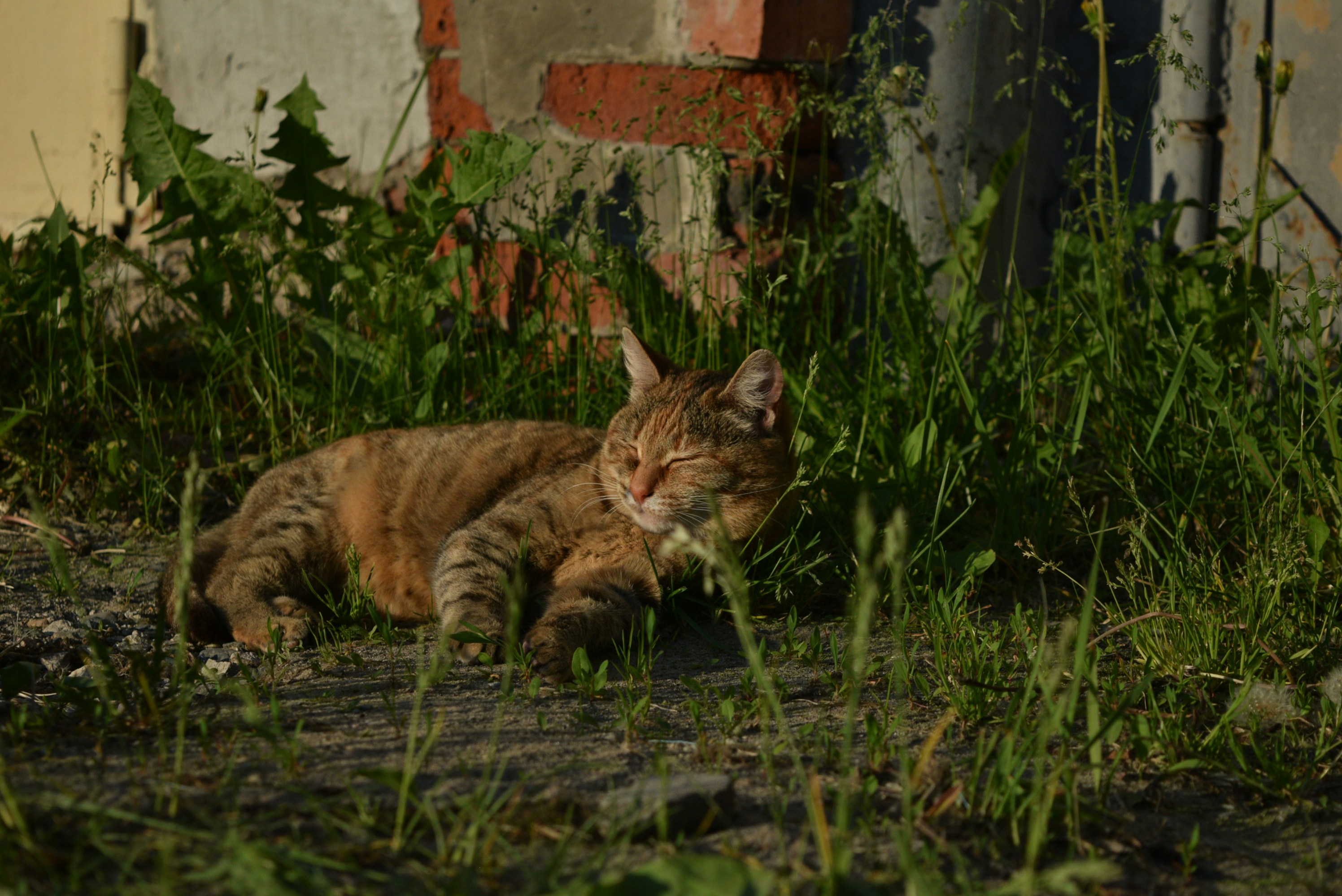 A relaxed tabby cat lounging in tall grass, basking in the warm sunlight near an urban backdrop.