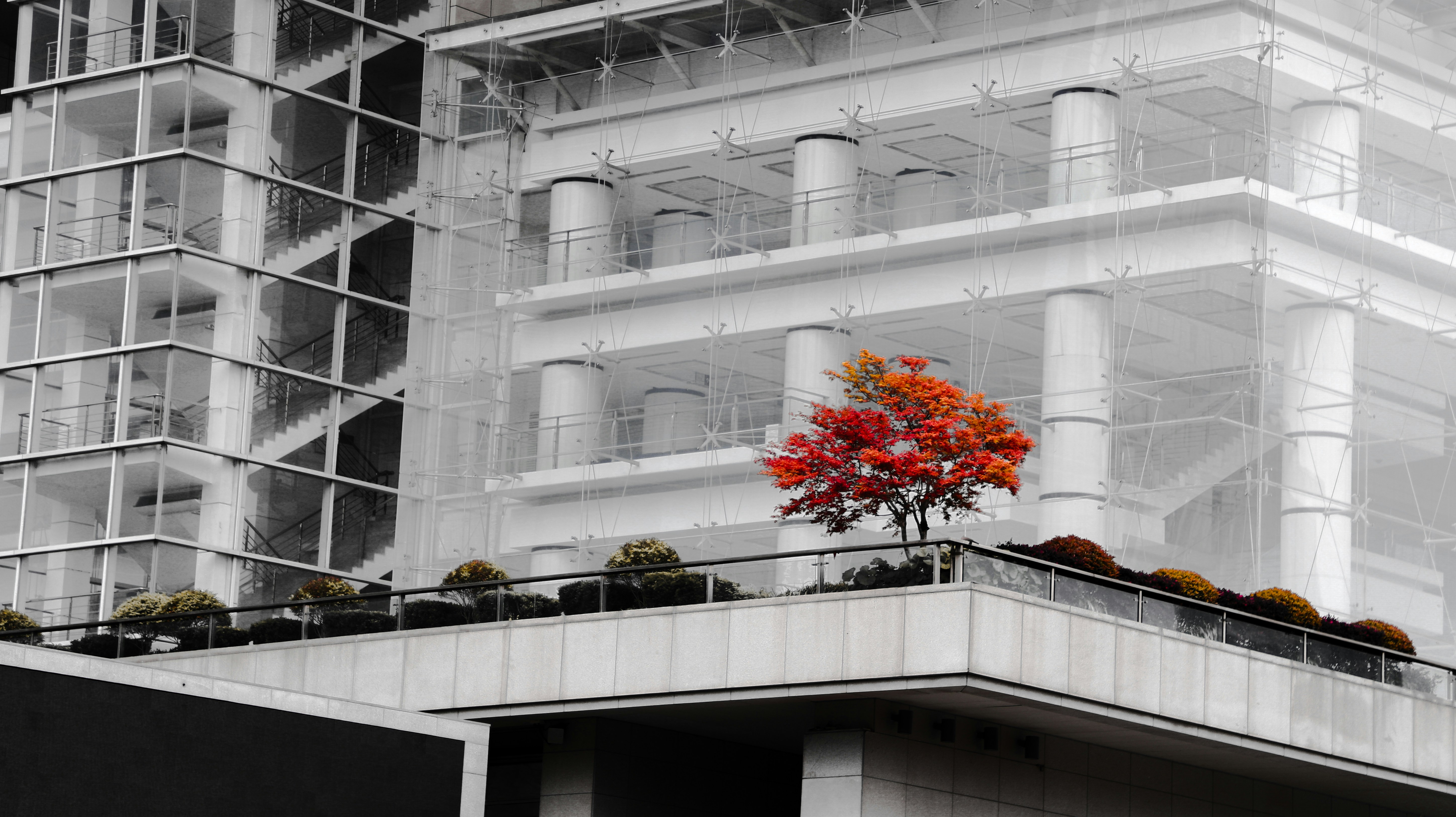 Vibrant red tree stands out against a monochromatic urban backdrop, highlighting nature's resilience in a modern environment.