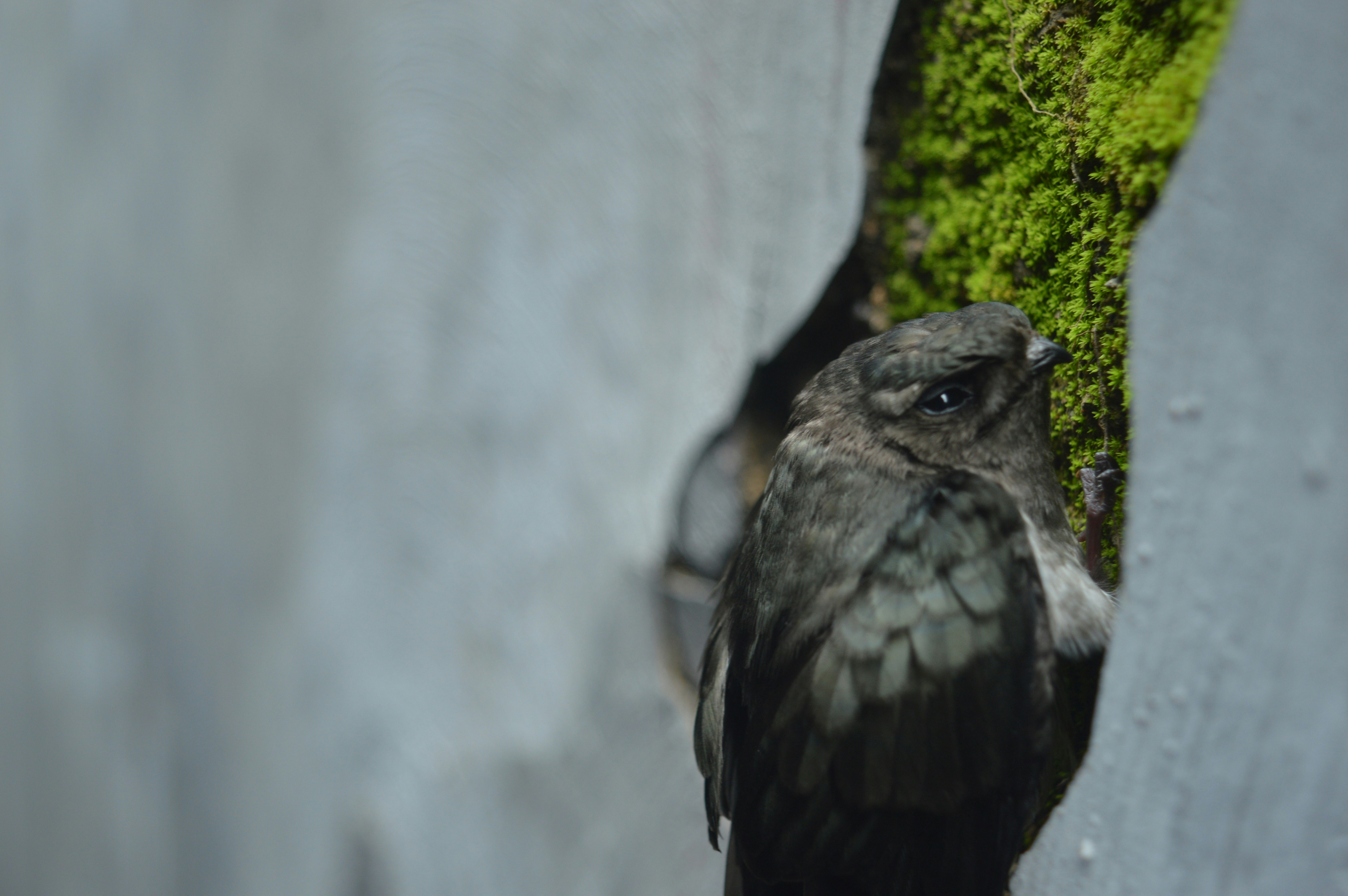 a bird standing on a ledge