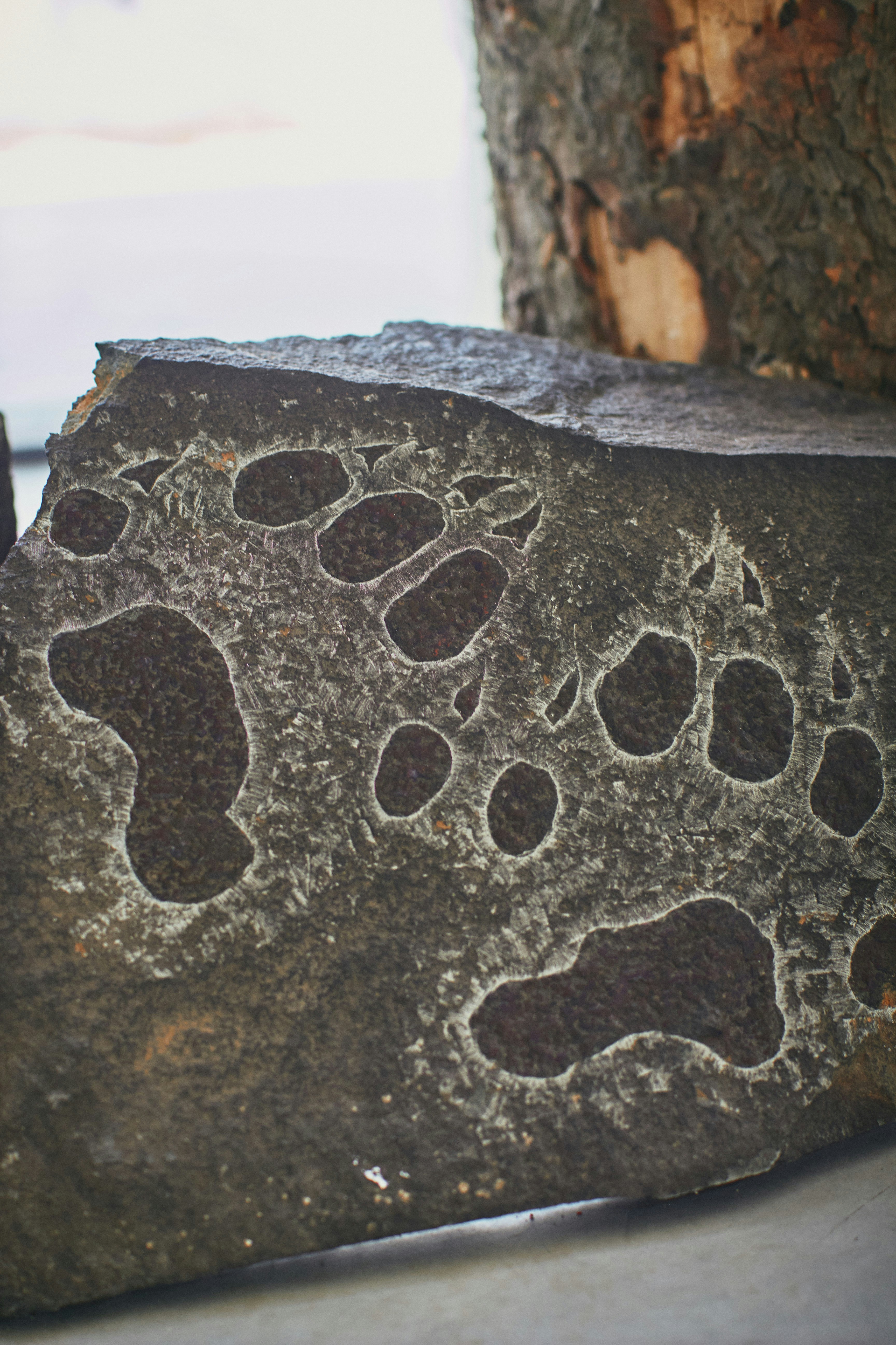 Stone Canvas: Fossilized Paw Imprints on a Weathered Rock