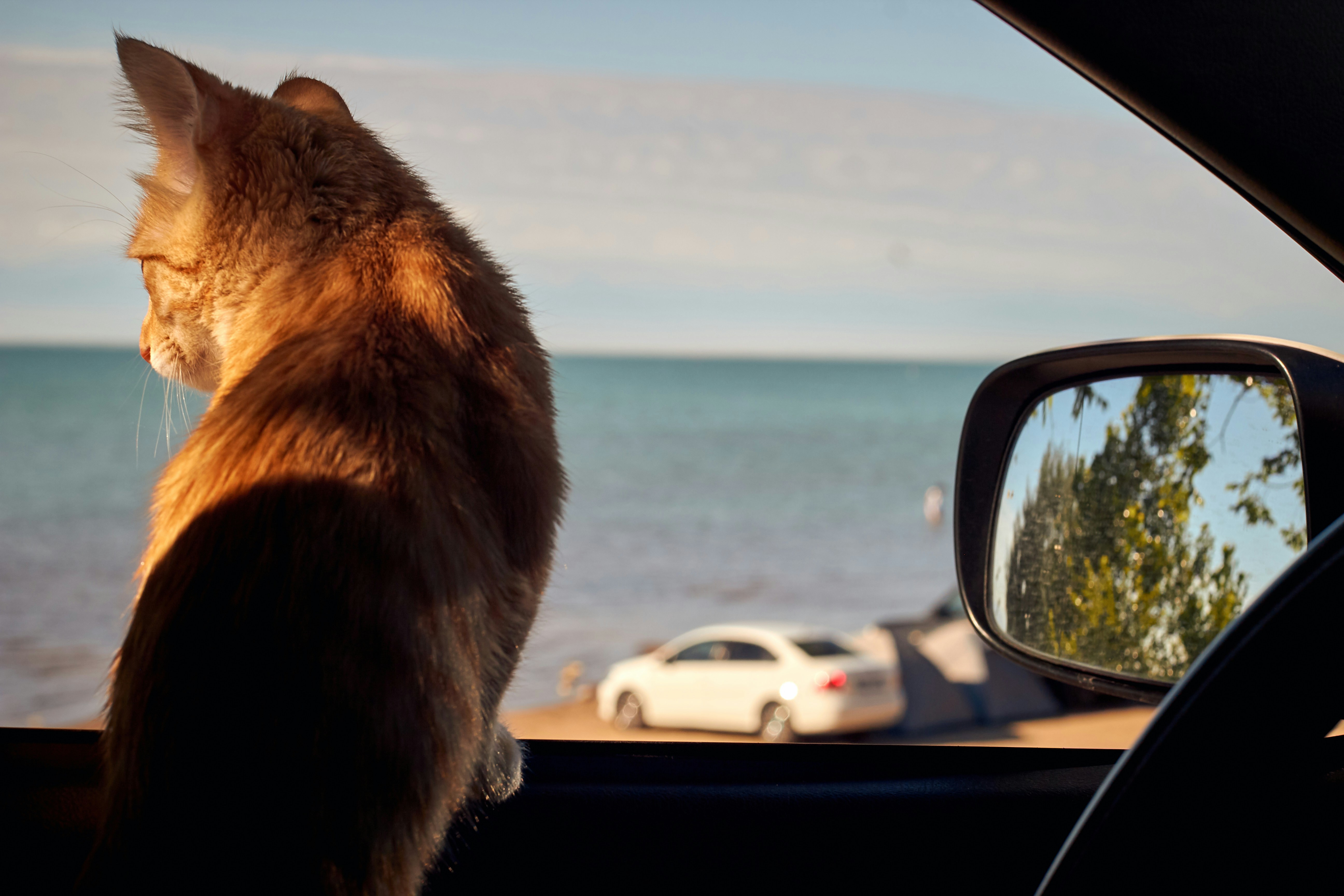 Sea-Gazer by the Car Window: A Cat's Quiet Vigil by the Coastal Light