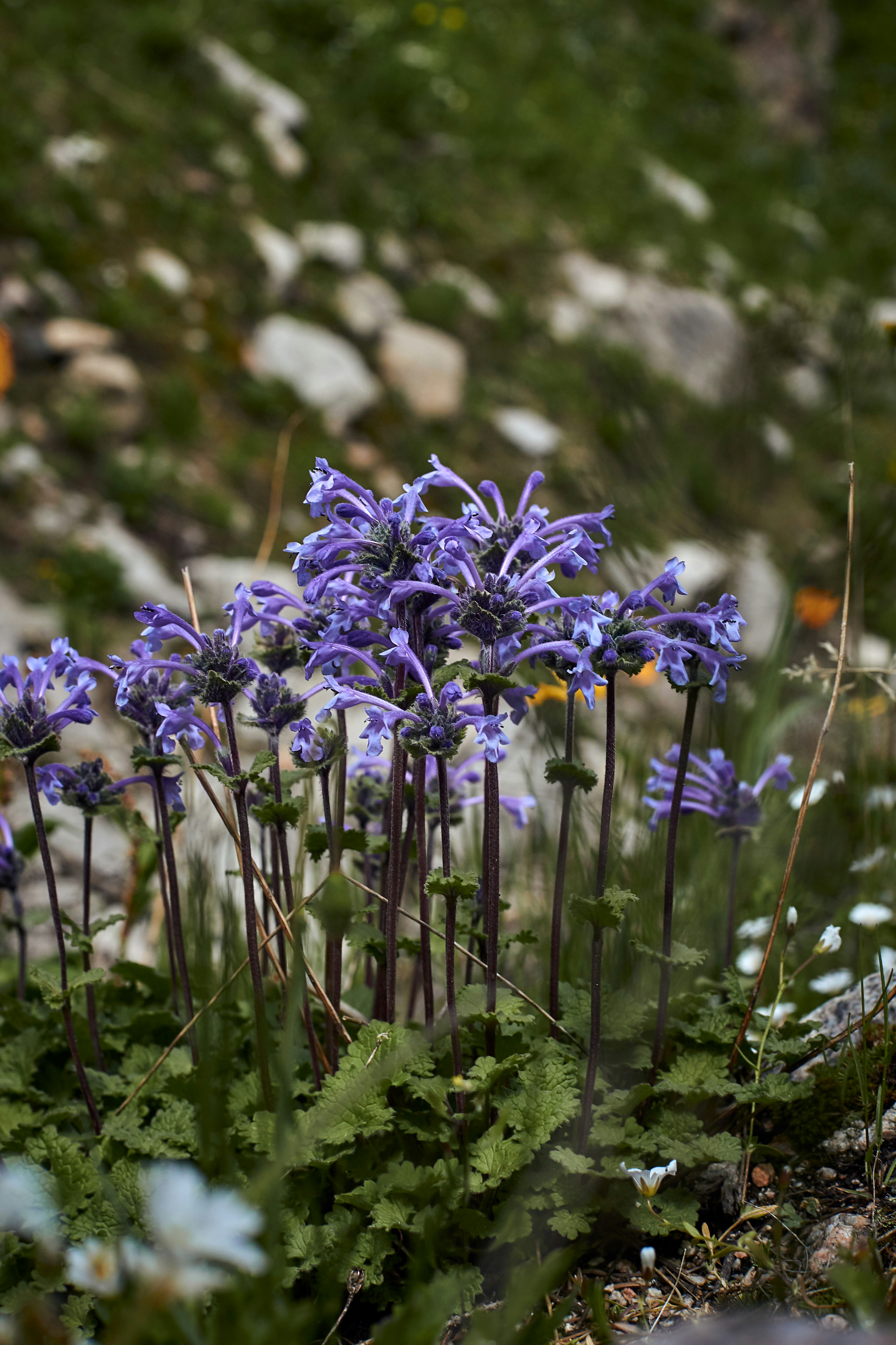 a close up of purple flowers