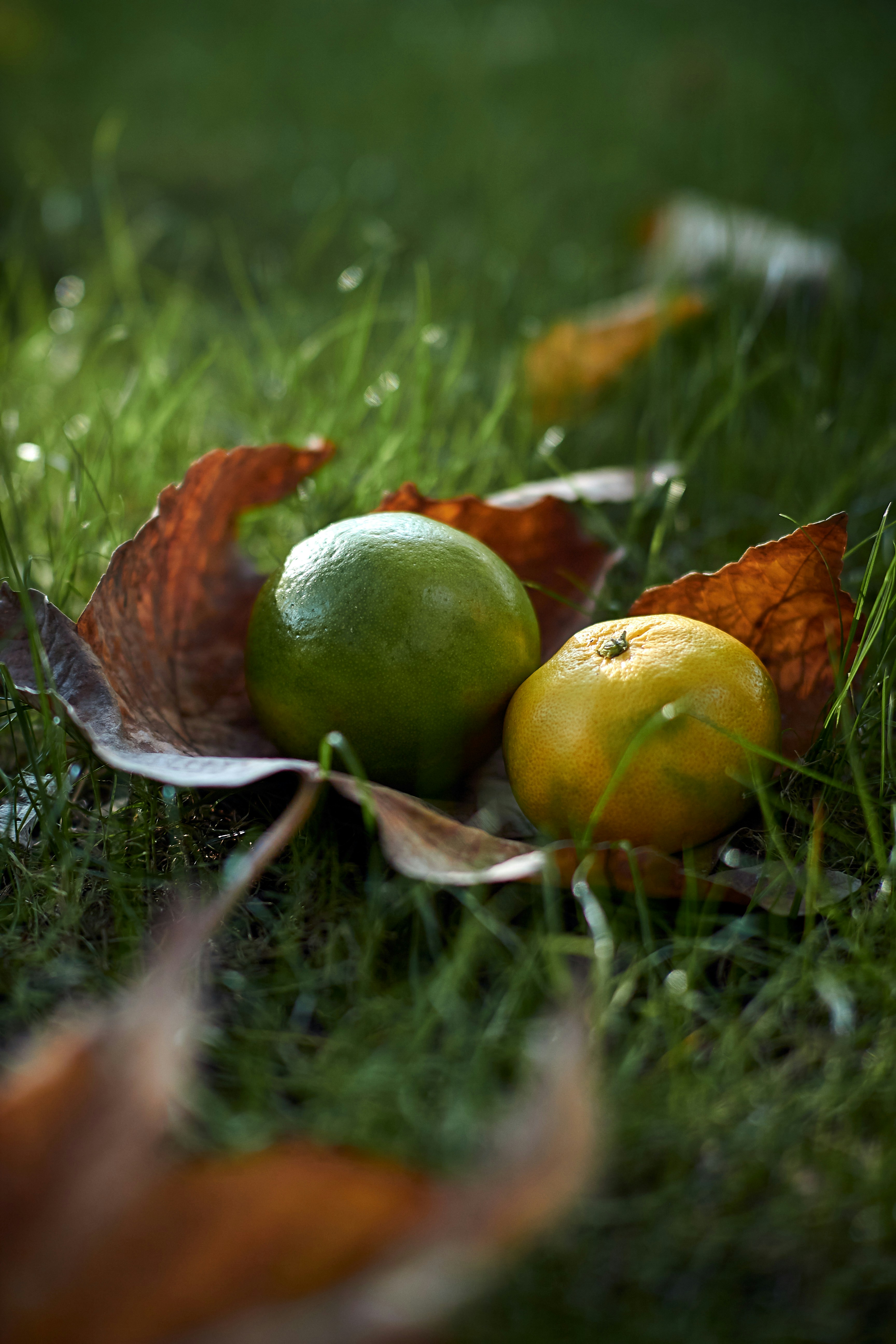 Emerald Lime on a Leaf Bed: Quiet Citrus Among Dewy Grass
