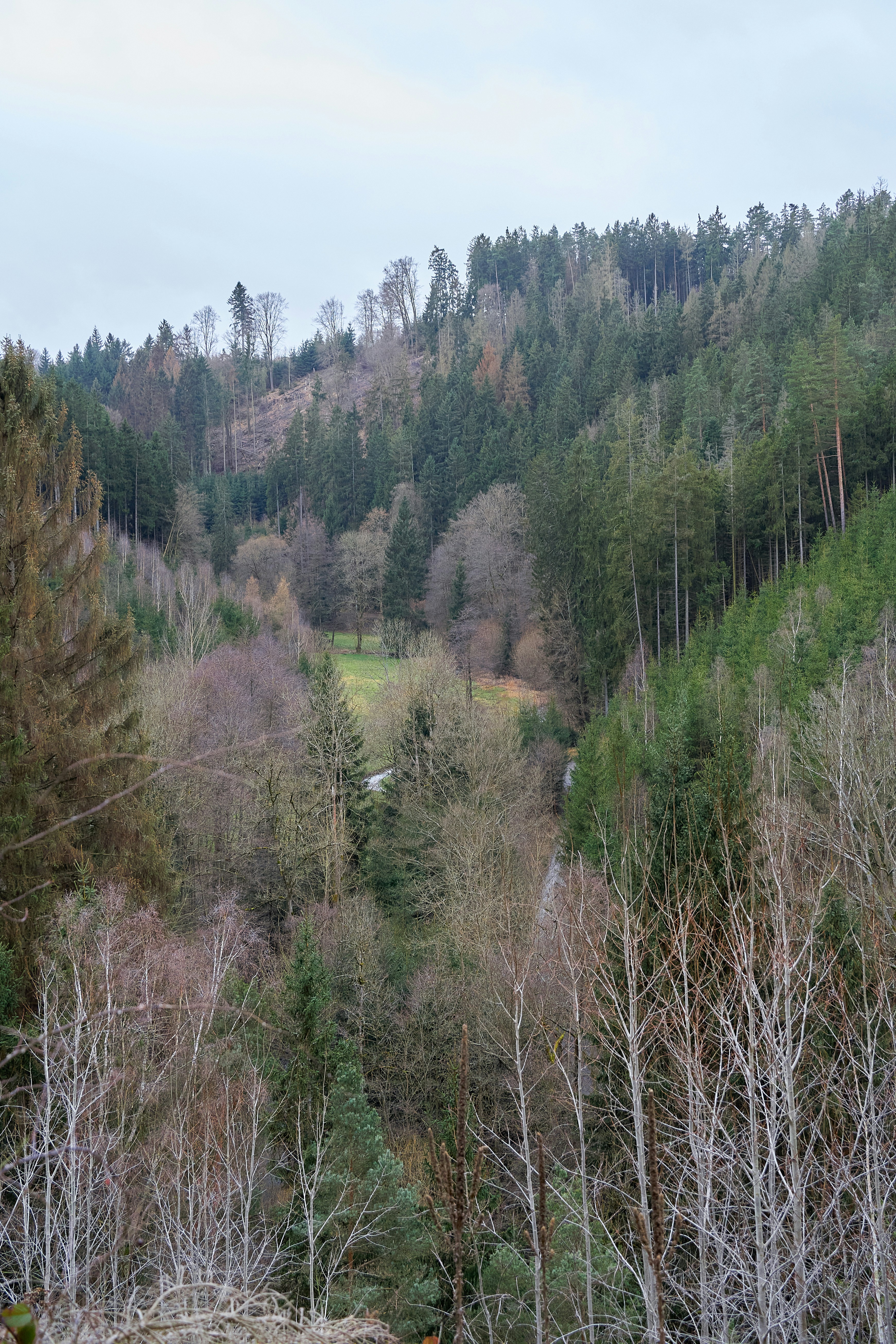 A tranquil valley nestled among towering trees, showcasing a blend of vibrant greens and muted browns in early spring.