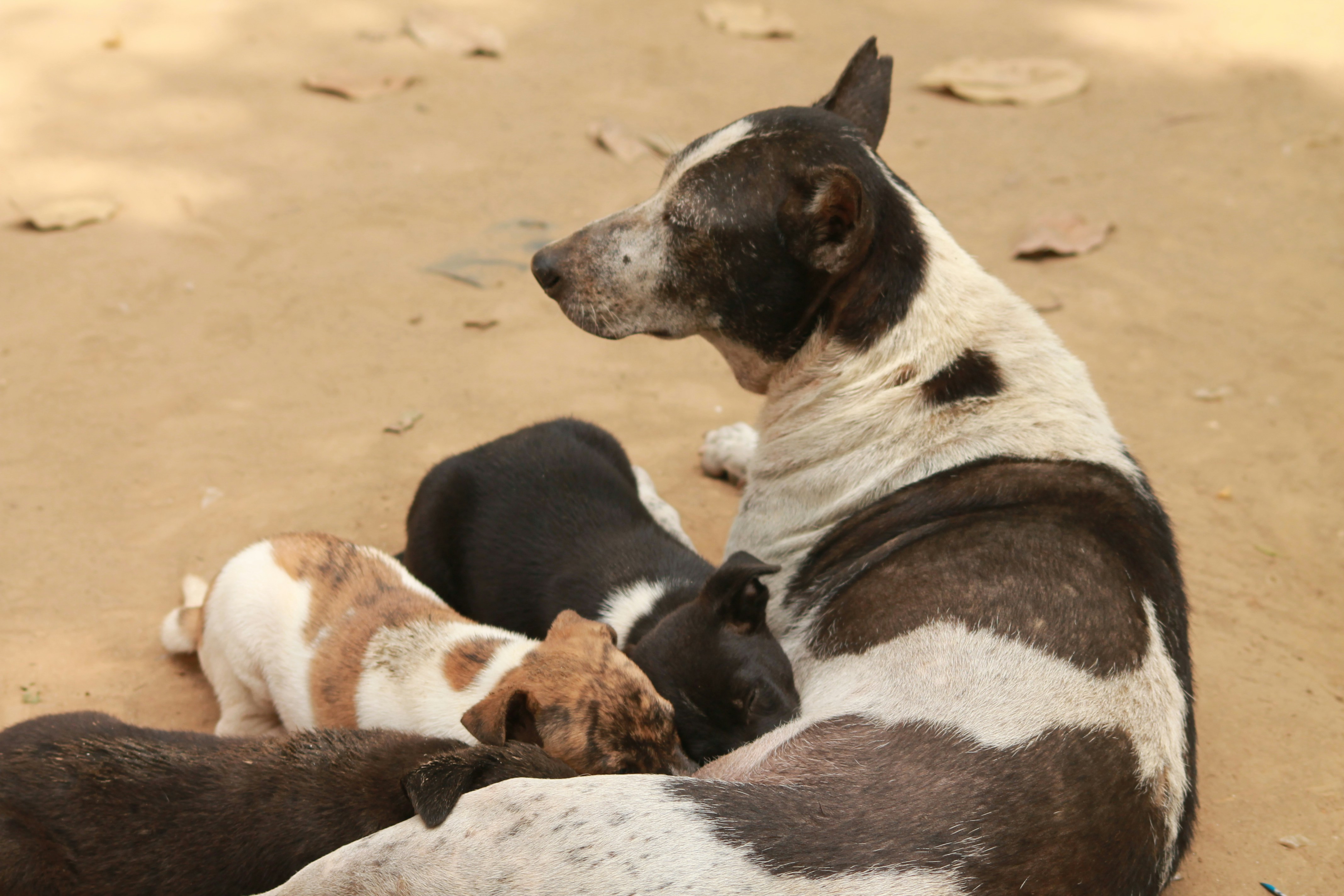 Sunlit Bond: A Mother Dog and Her Pups Rest on Warm Sand