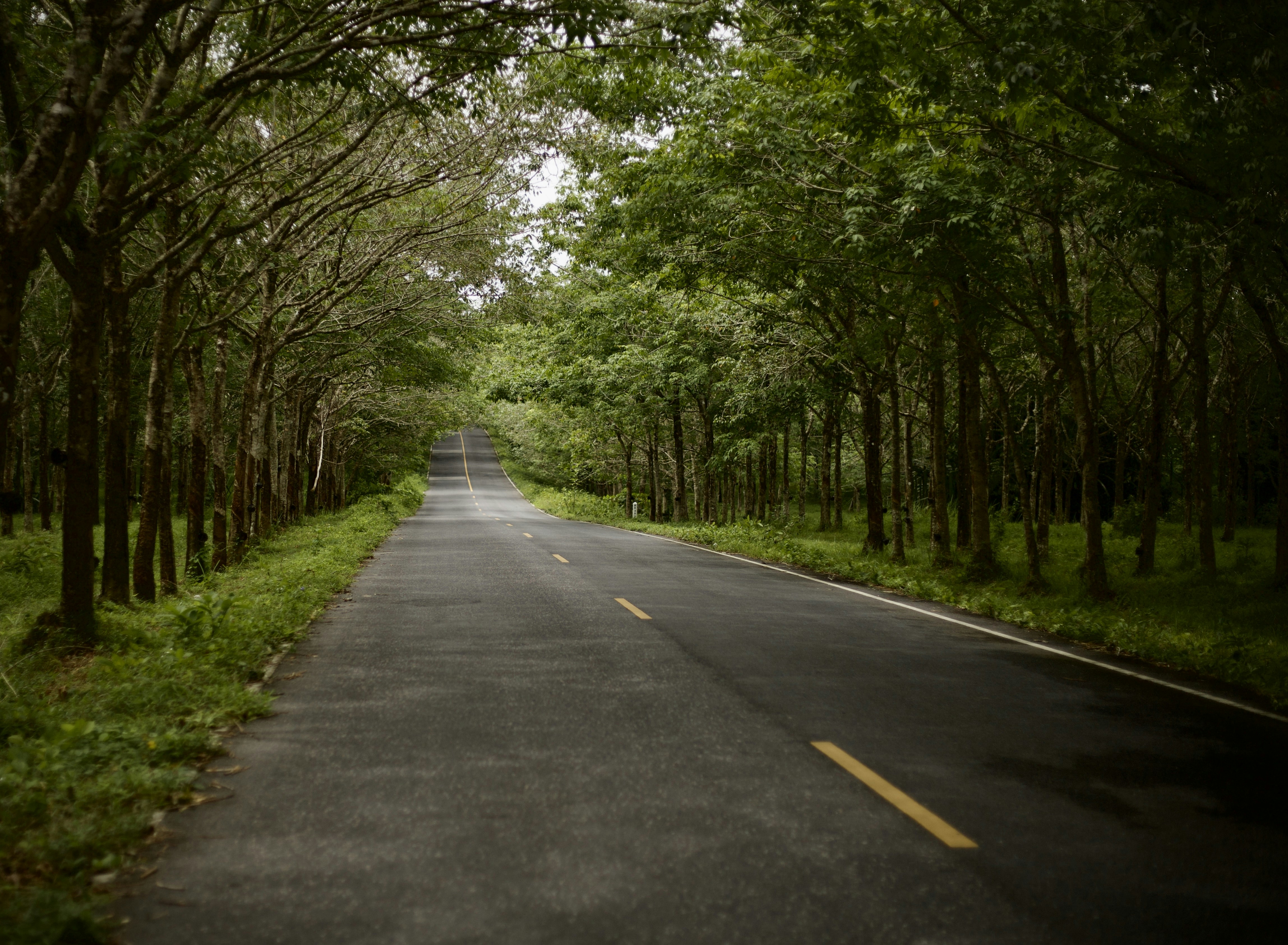 A road with trees on the side photo – Free Green Image on Unsplash