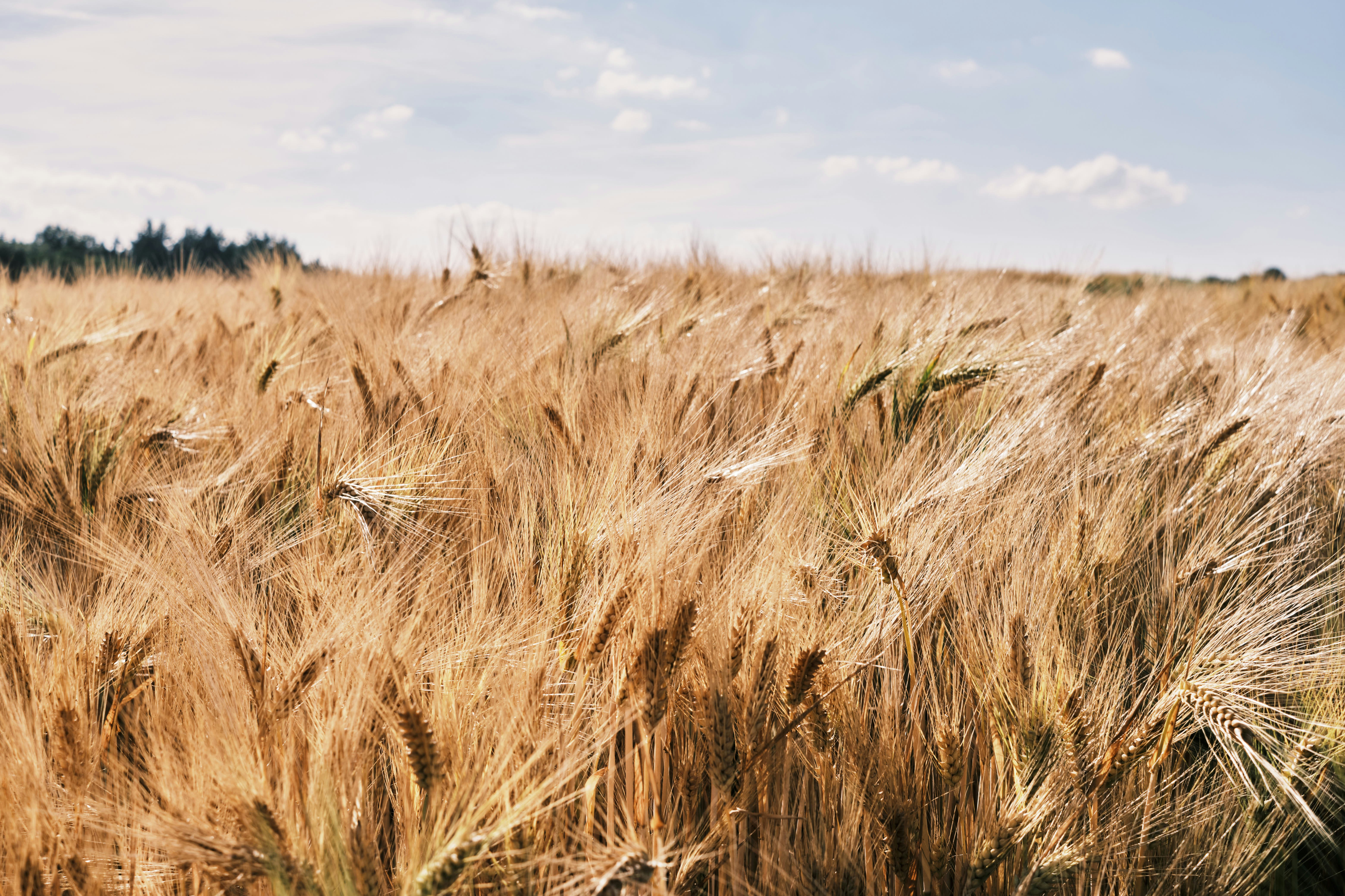 Getreide Felder Photos | Télécharger des images gratuites sur Unsplash