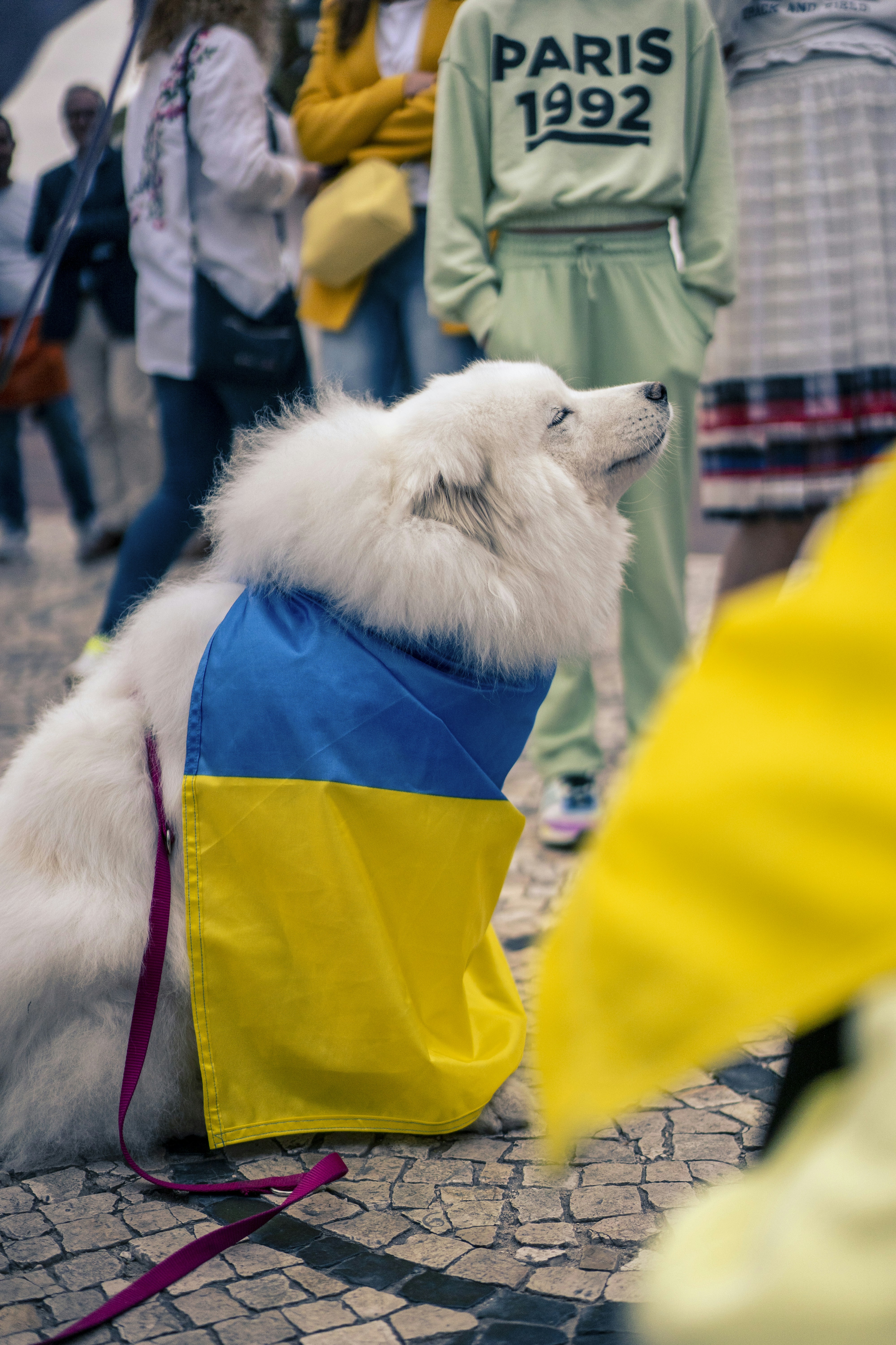 Fluffy white dog draped in a Ukrainian flag sits amidst a lively crowd, embodying a spirit of solidarity and warmth.