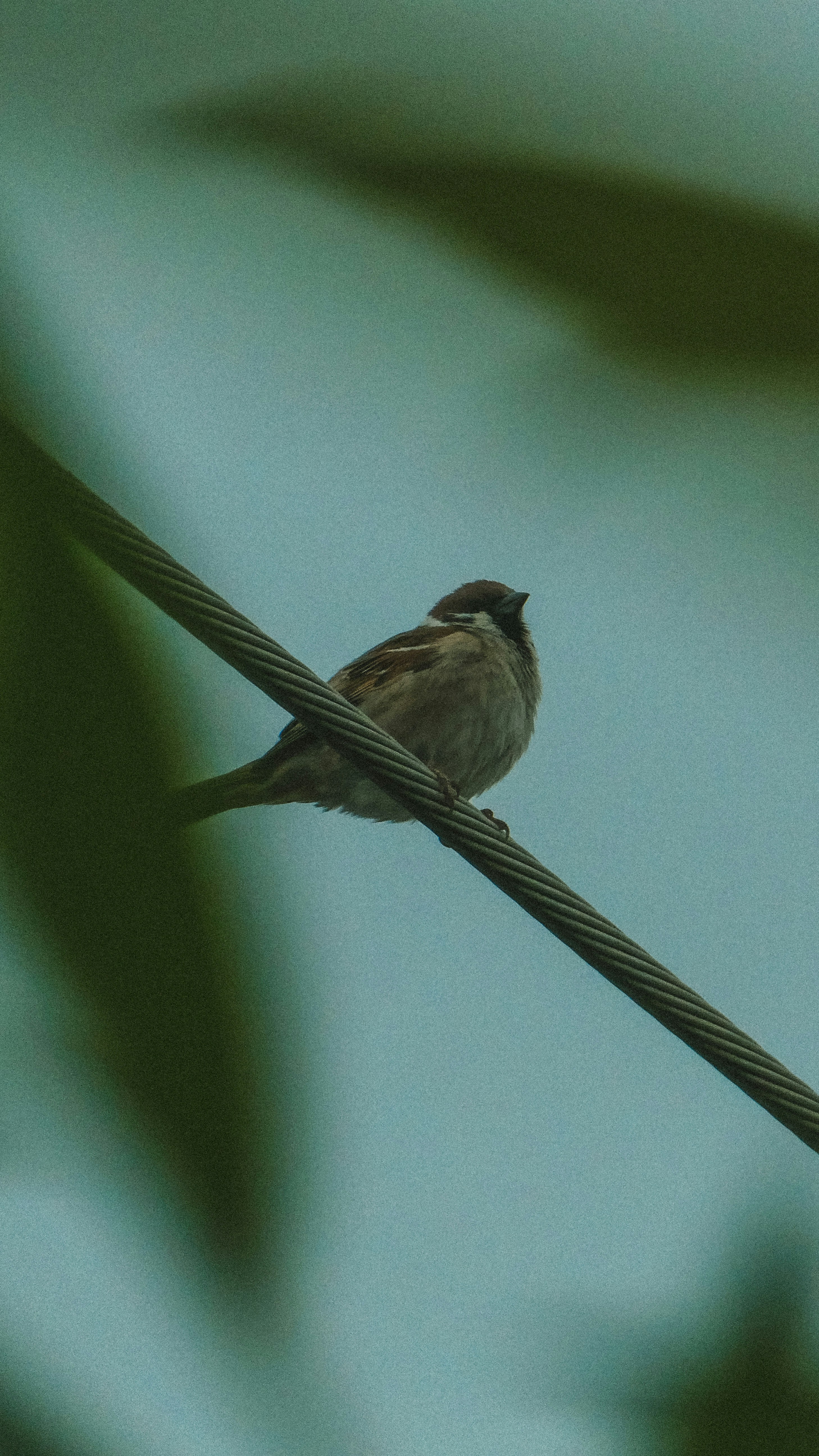 Sparrow perched on a wire, partially obscured by lush foliage against a soft blue background.