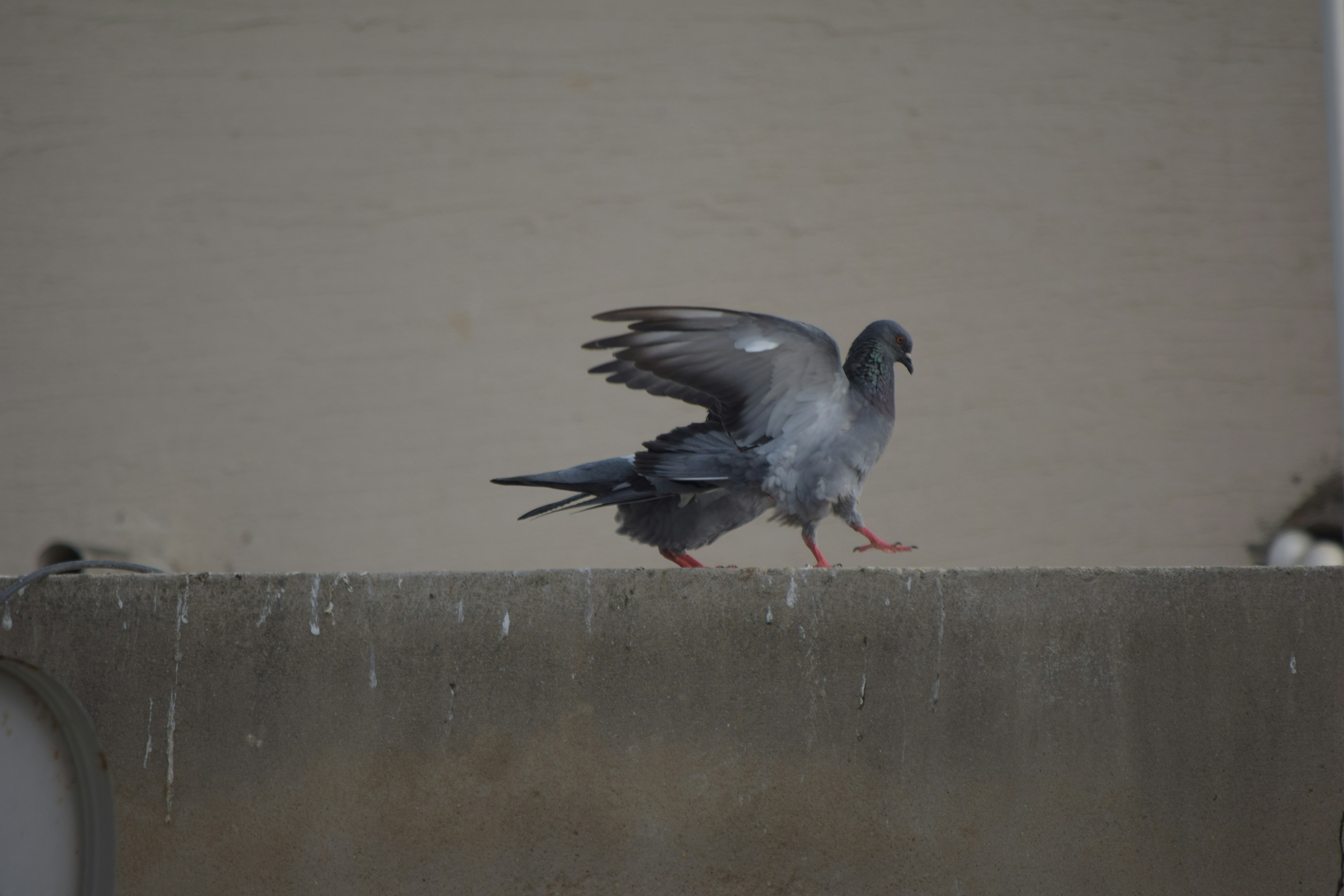 Urban Pigeon in Mid-Strut
