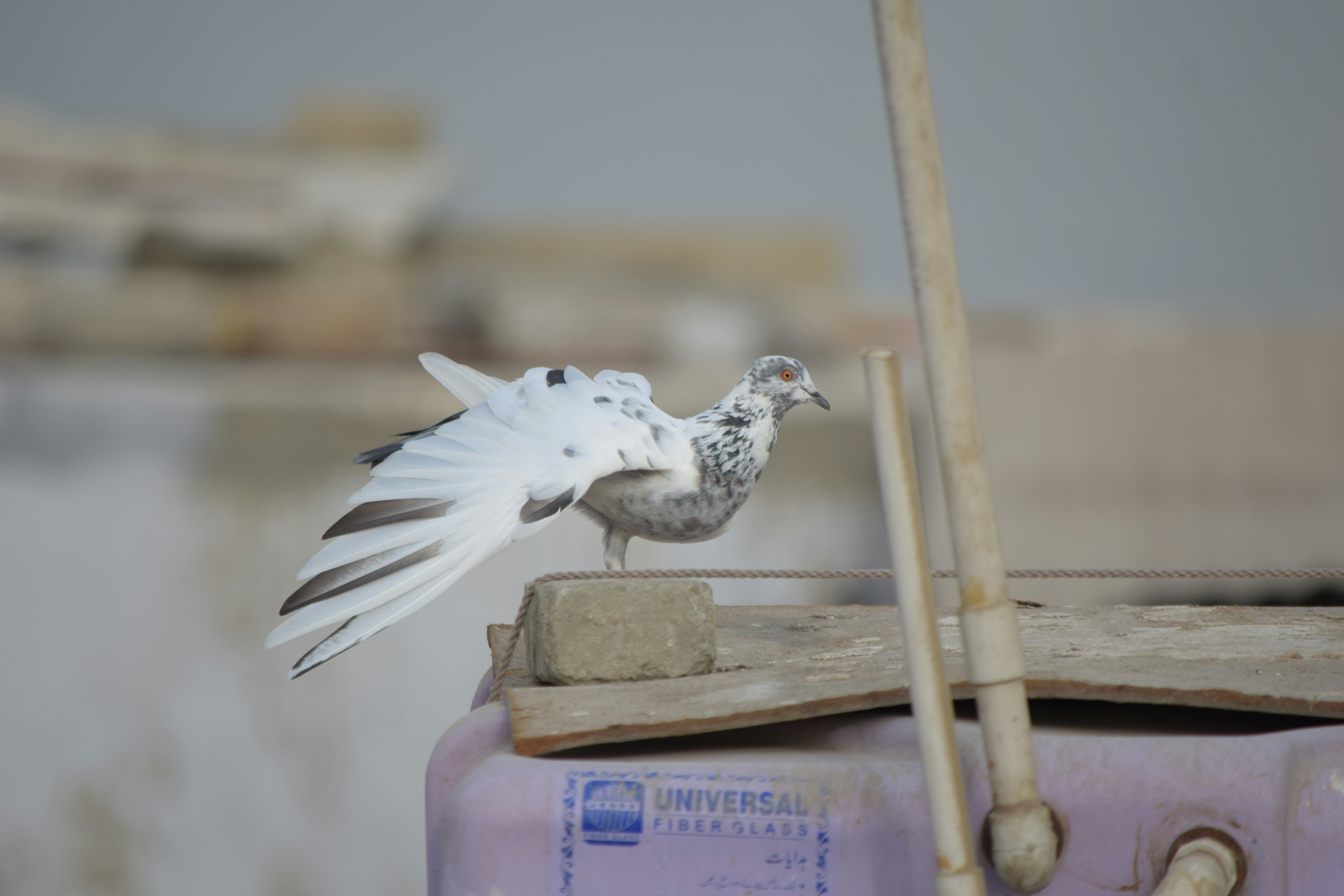 Photo by Khan Muhammad Suleman with Nikon D5300