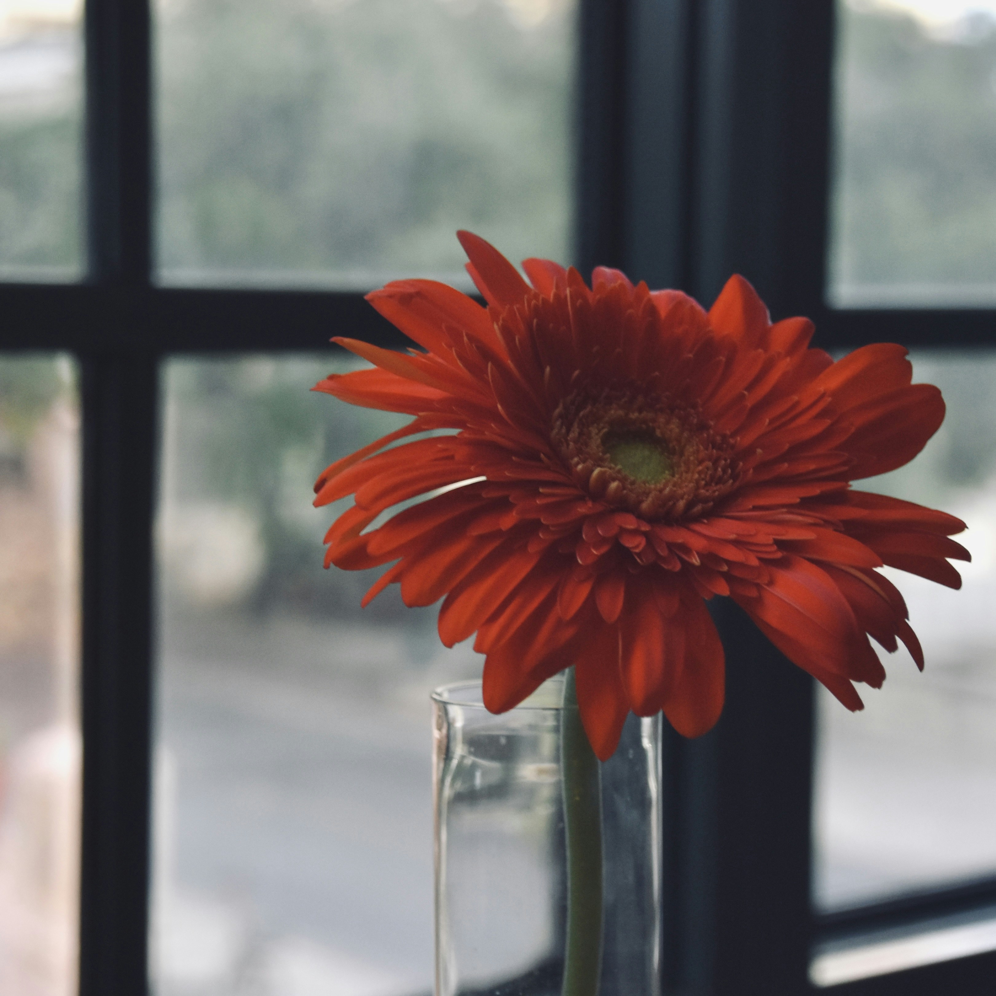Bright red gerbera daisy in a glass vase, set against a backdrop of soft natural light filtering through a window.