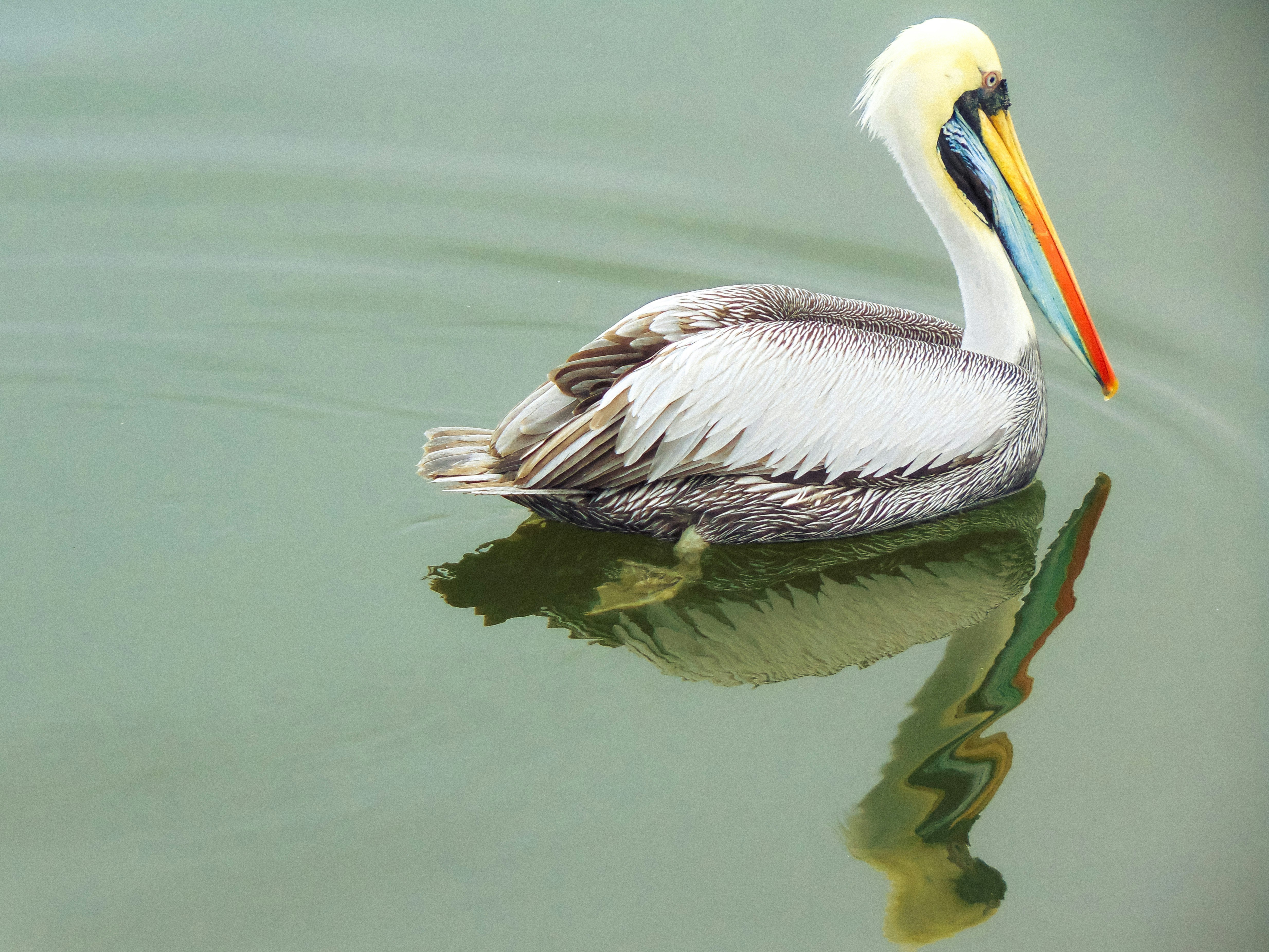 Pelican gliding gracefully on calm waters, its vibrant beak contrasting with the muted greens of the surface. Reflection adds depth to the tranquil scene.