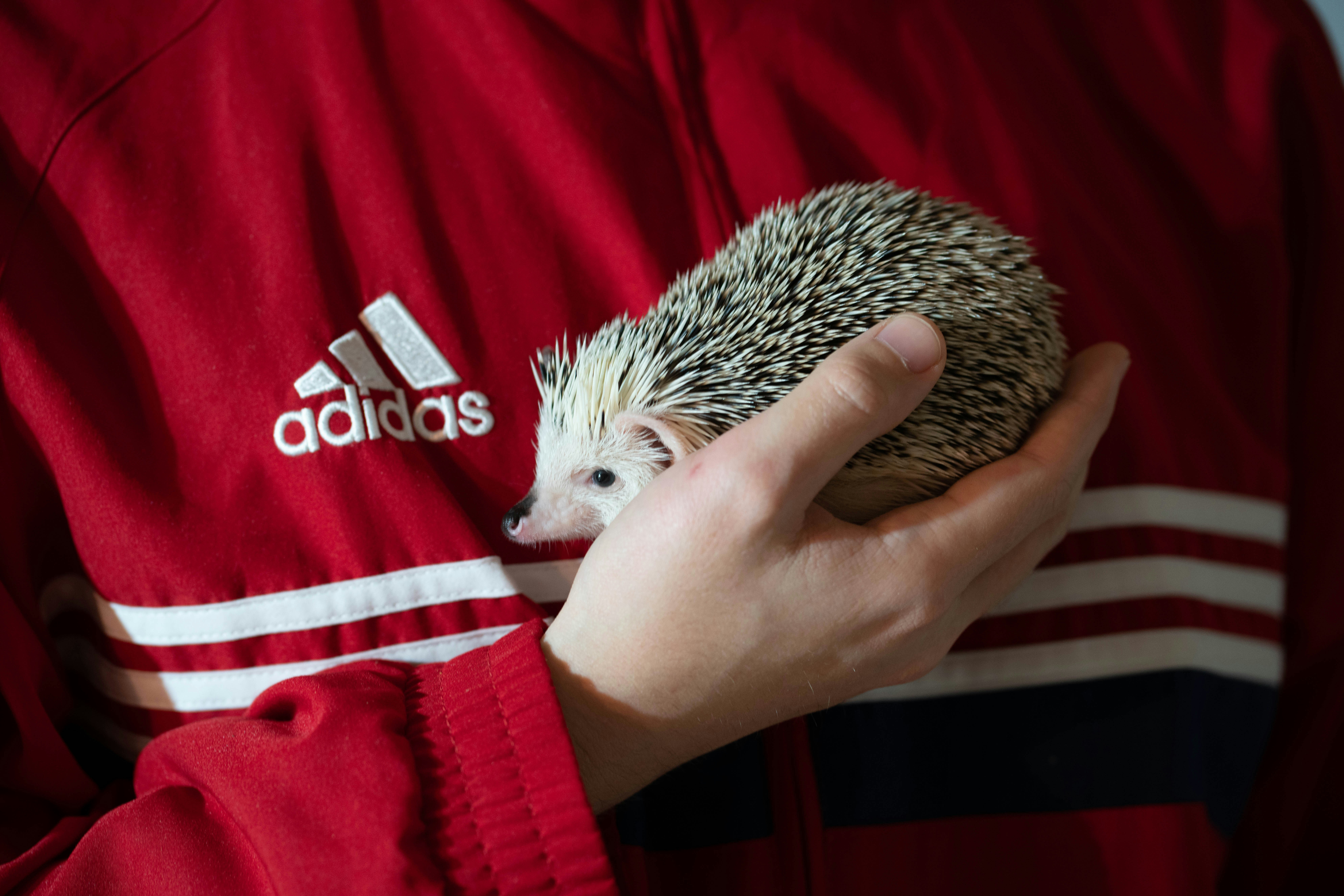 Cradled Hedgehog in Crimson: A Quiet Moment of Care