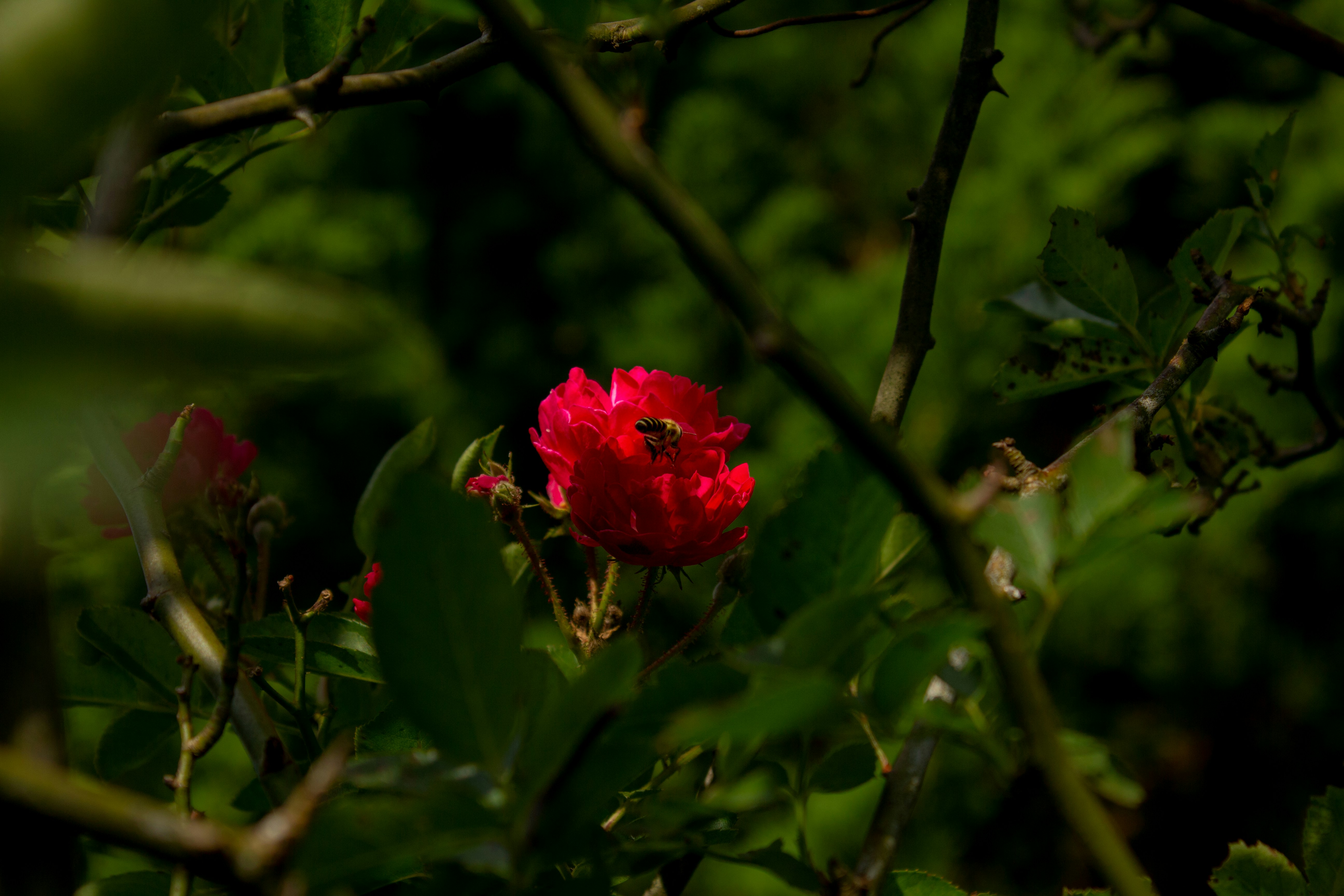 Une fleur rouge sur un arbre photo – Image gratuite de Fleur sur Unsplash