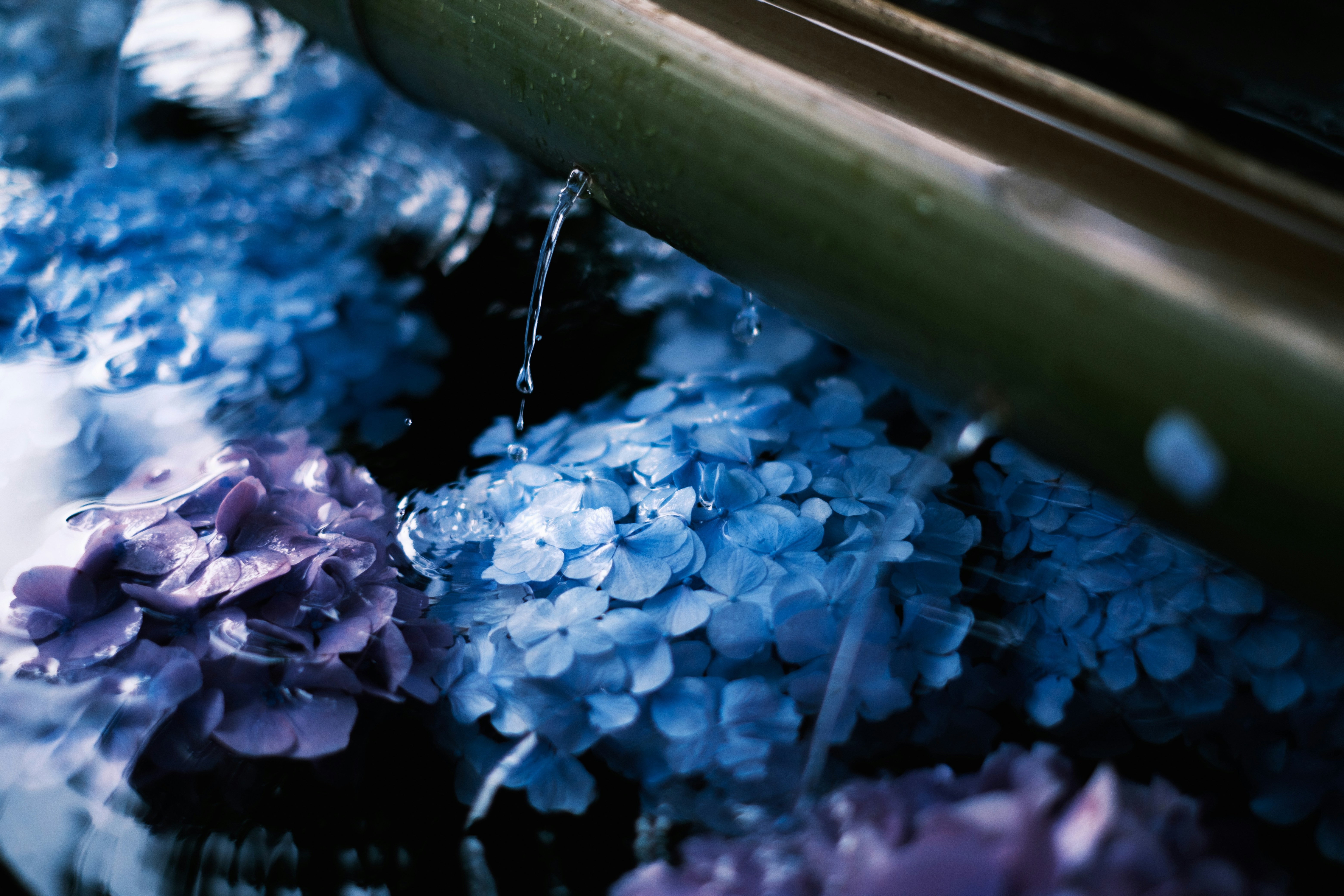 Blue Hydrangea Reverie by Quiet Water