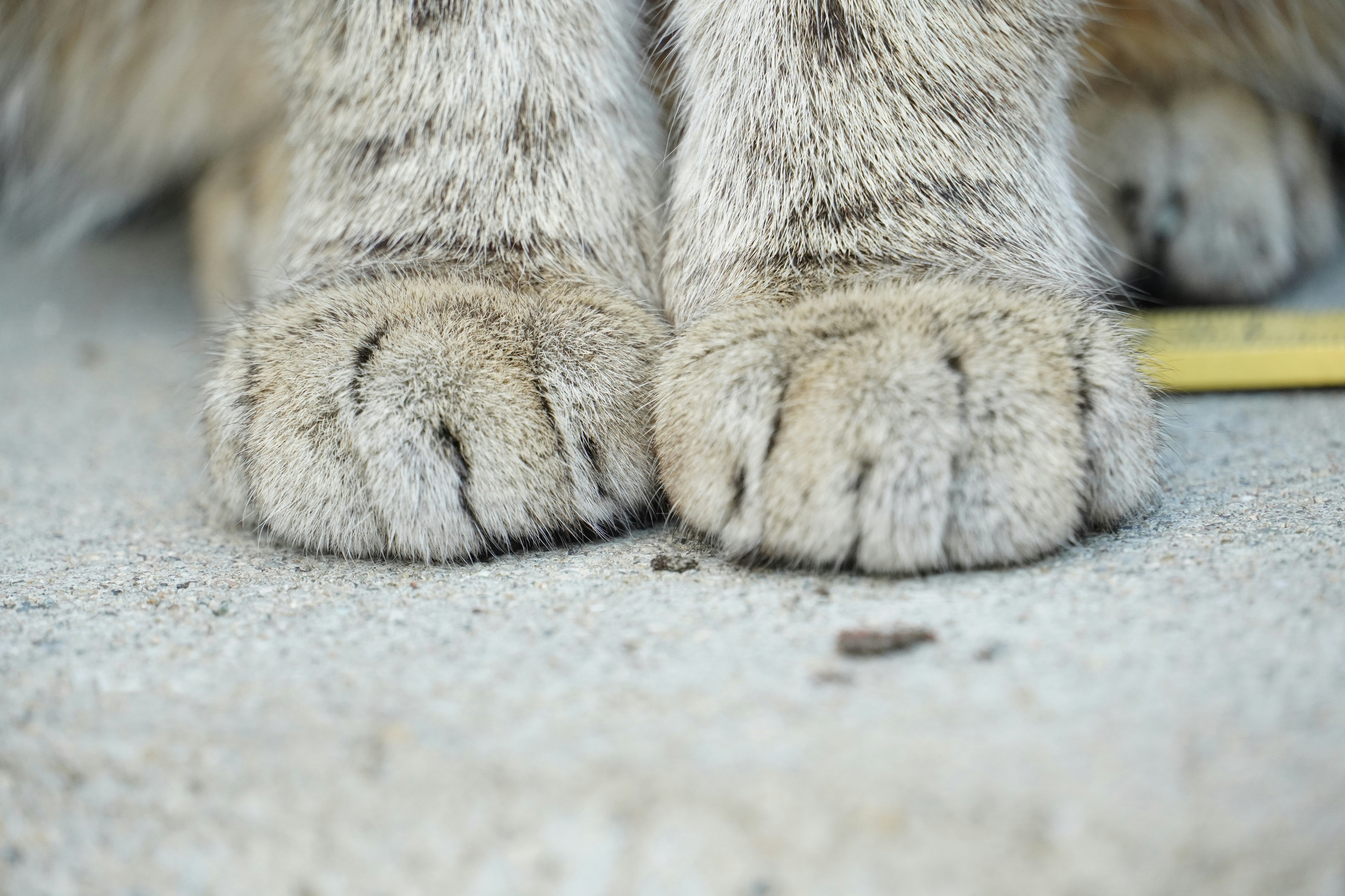 Velvet Paws on Concrete: A Micro View of Feline Feet and a Yellow Ruler