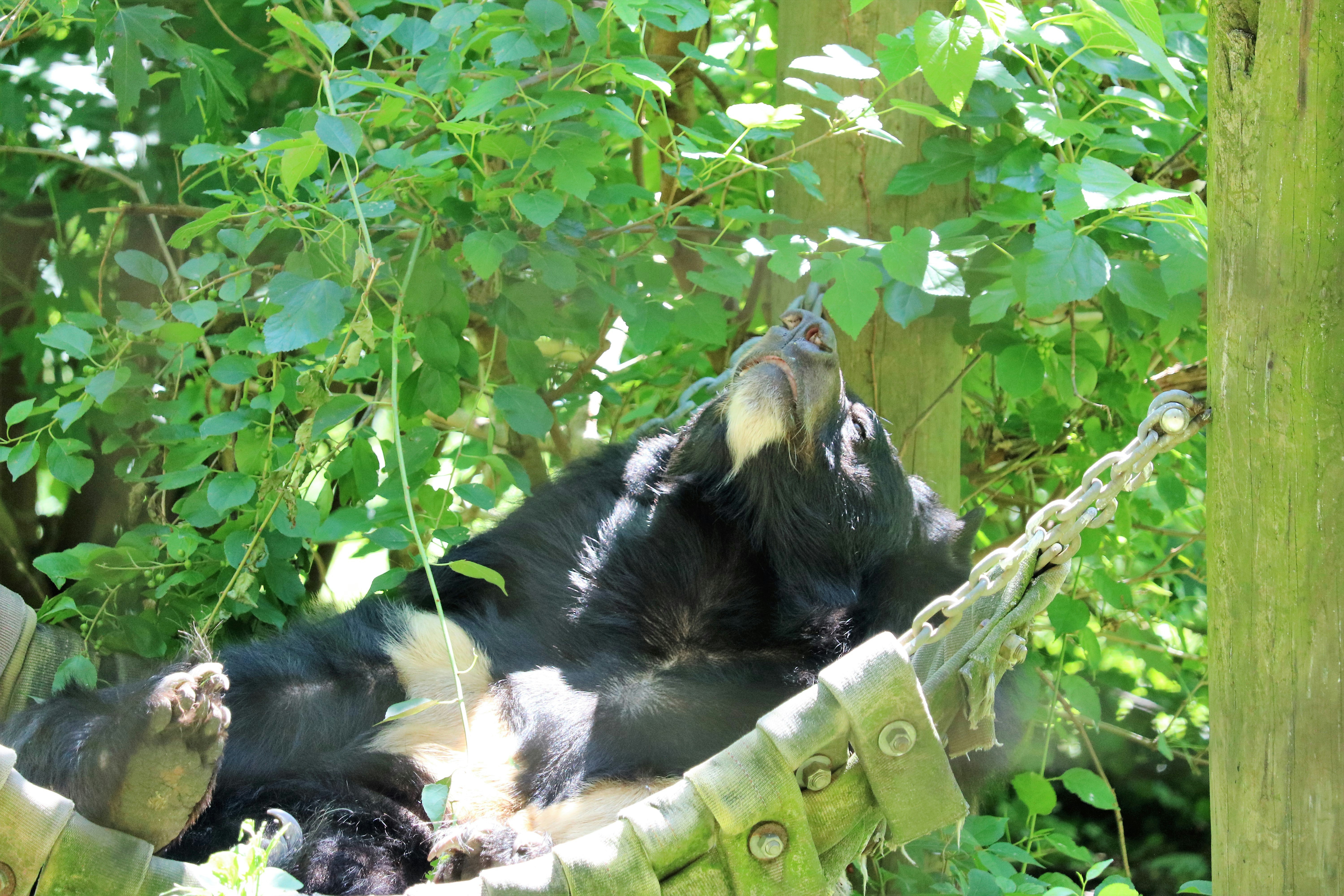 A black bear lying on a tree branch photo – Free New jersey Image on ...