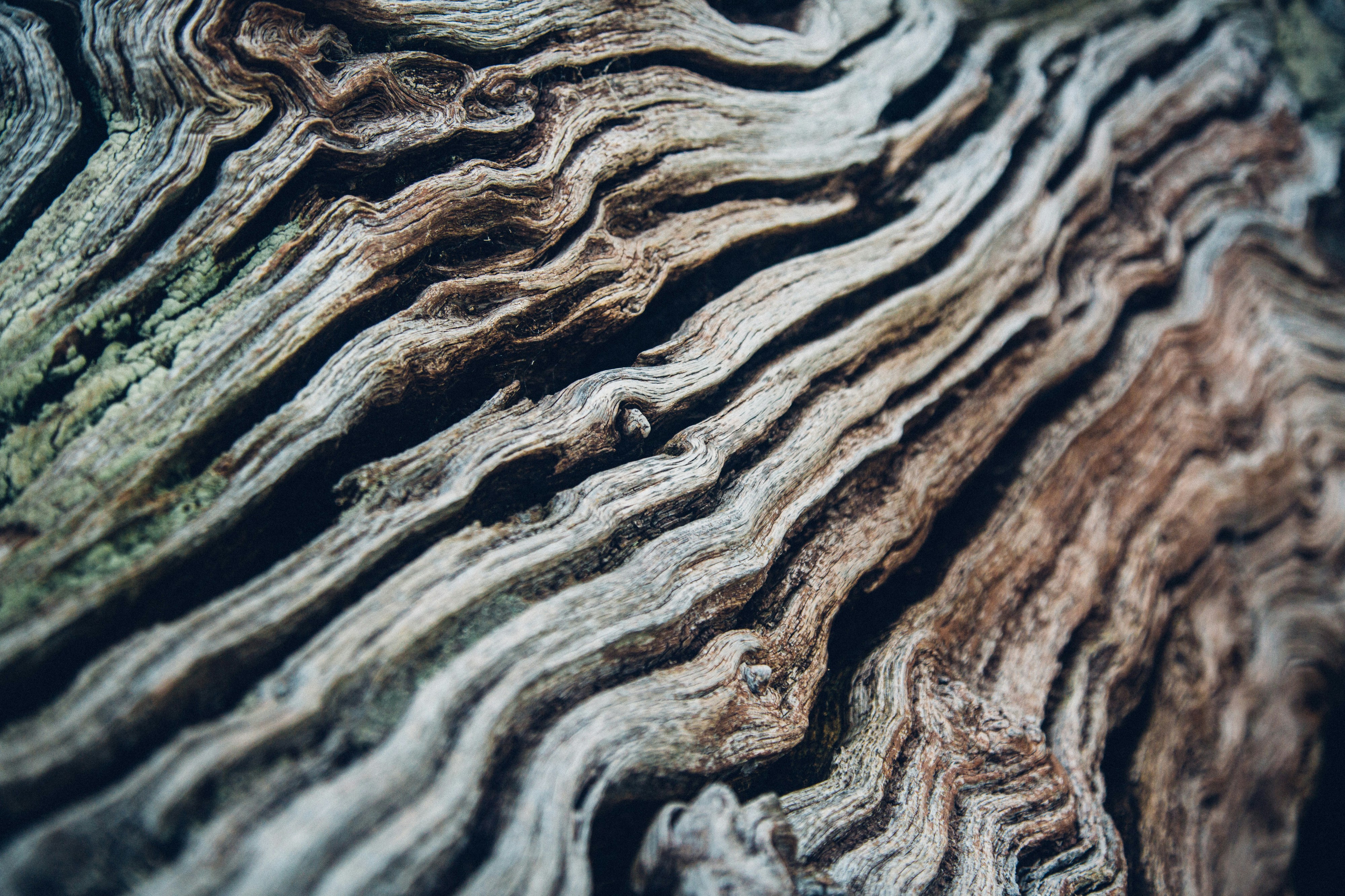 Close-up of intricate tree bark patterns with varied textures and earthy tones.