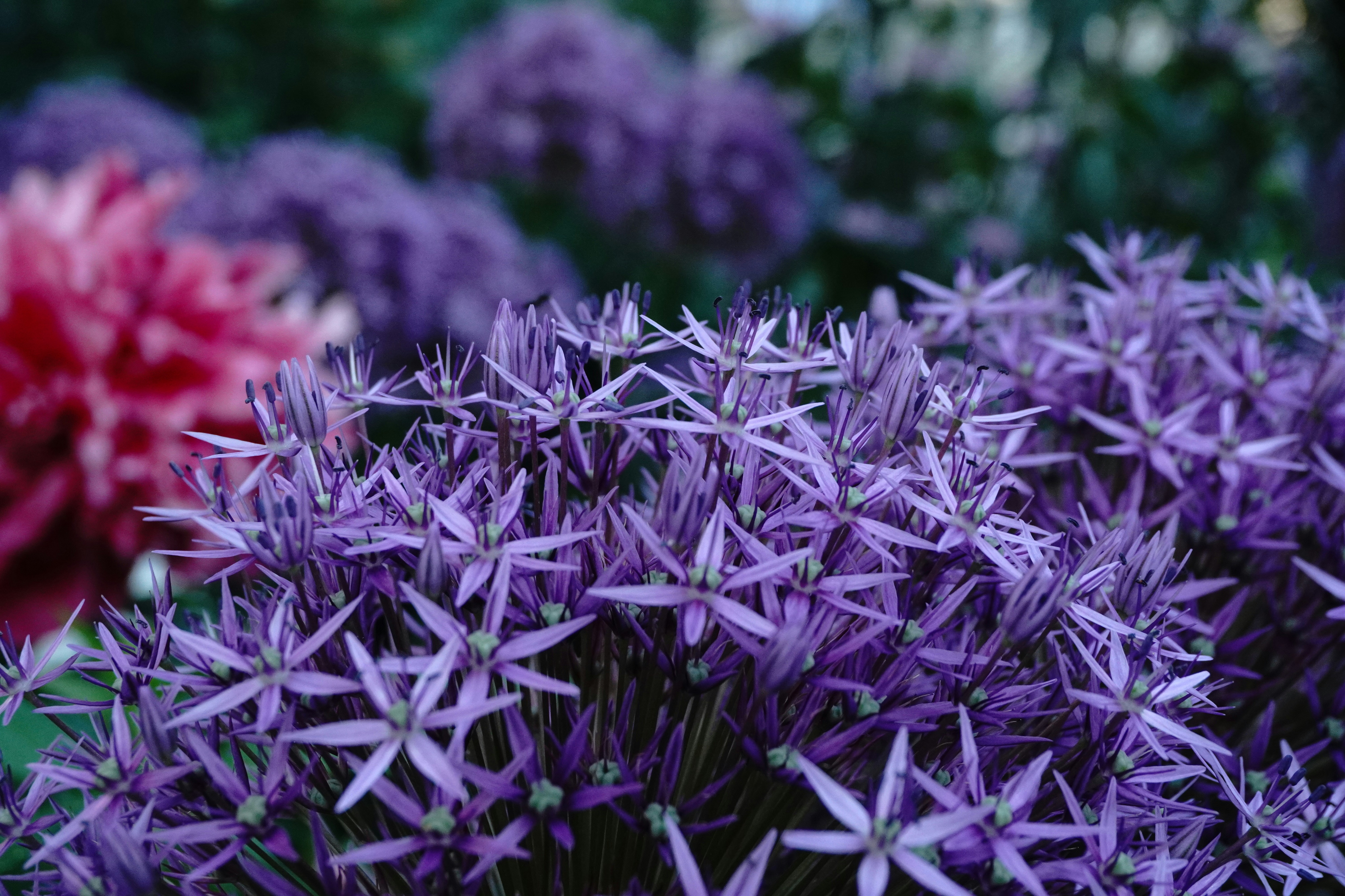 A group of purple flowers photo – Free Tallinn Image on Unsplash